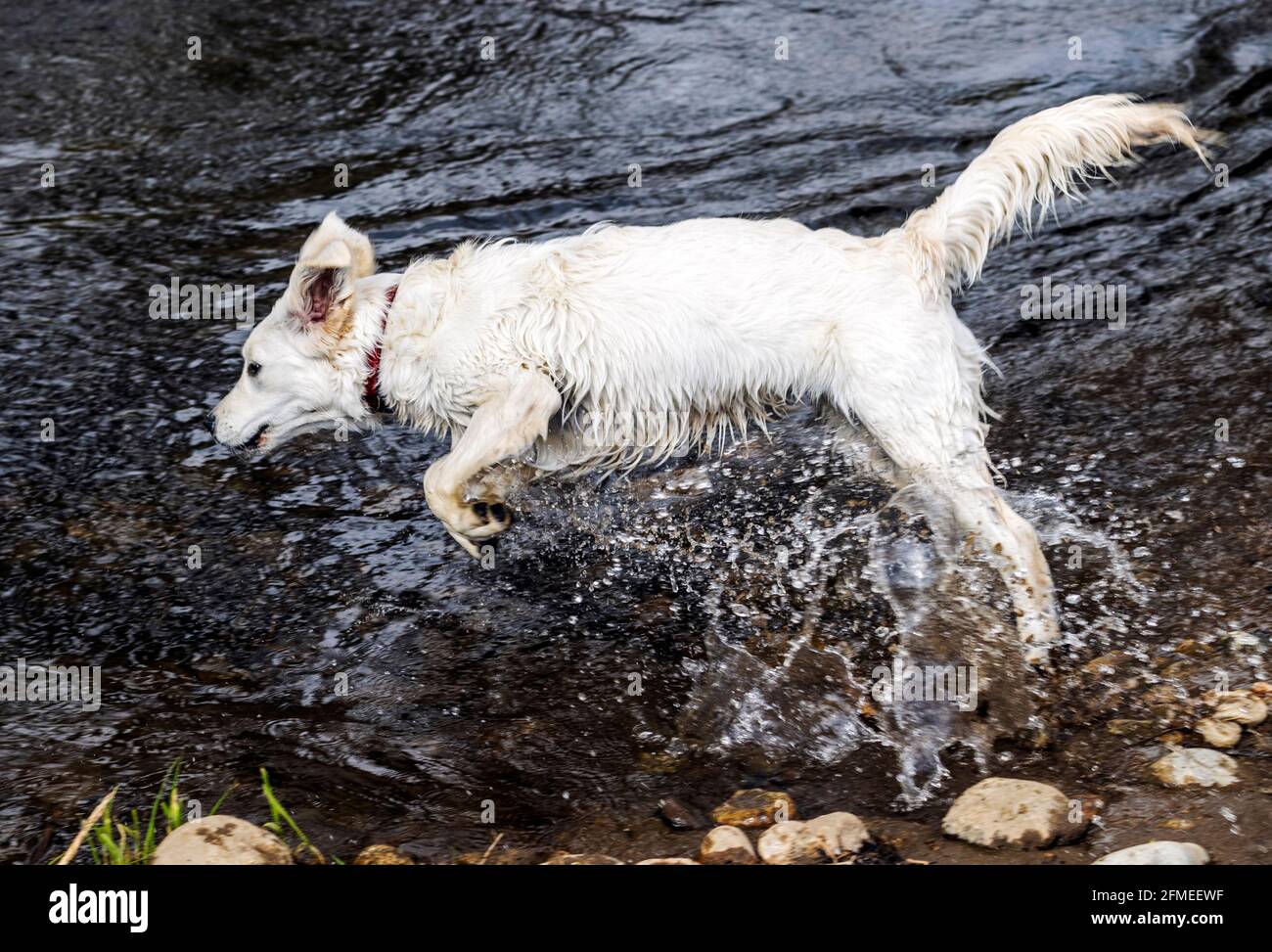 Five month old Platinum colored Golden Retriever dog swimming in the ...