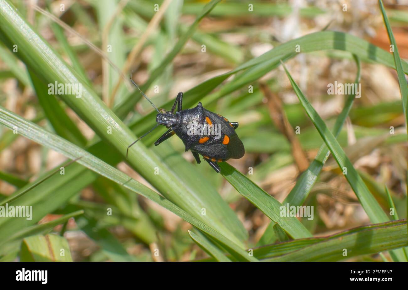 Hemiptera pentatomidae orange hi-res stock photography and images - Alamy