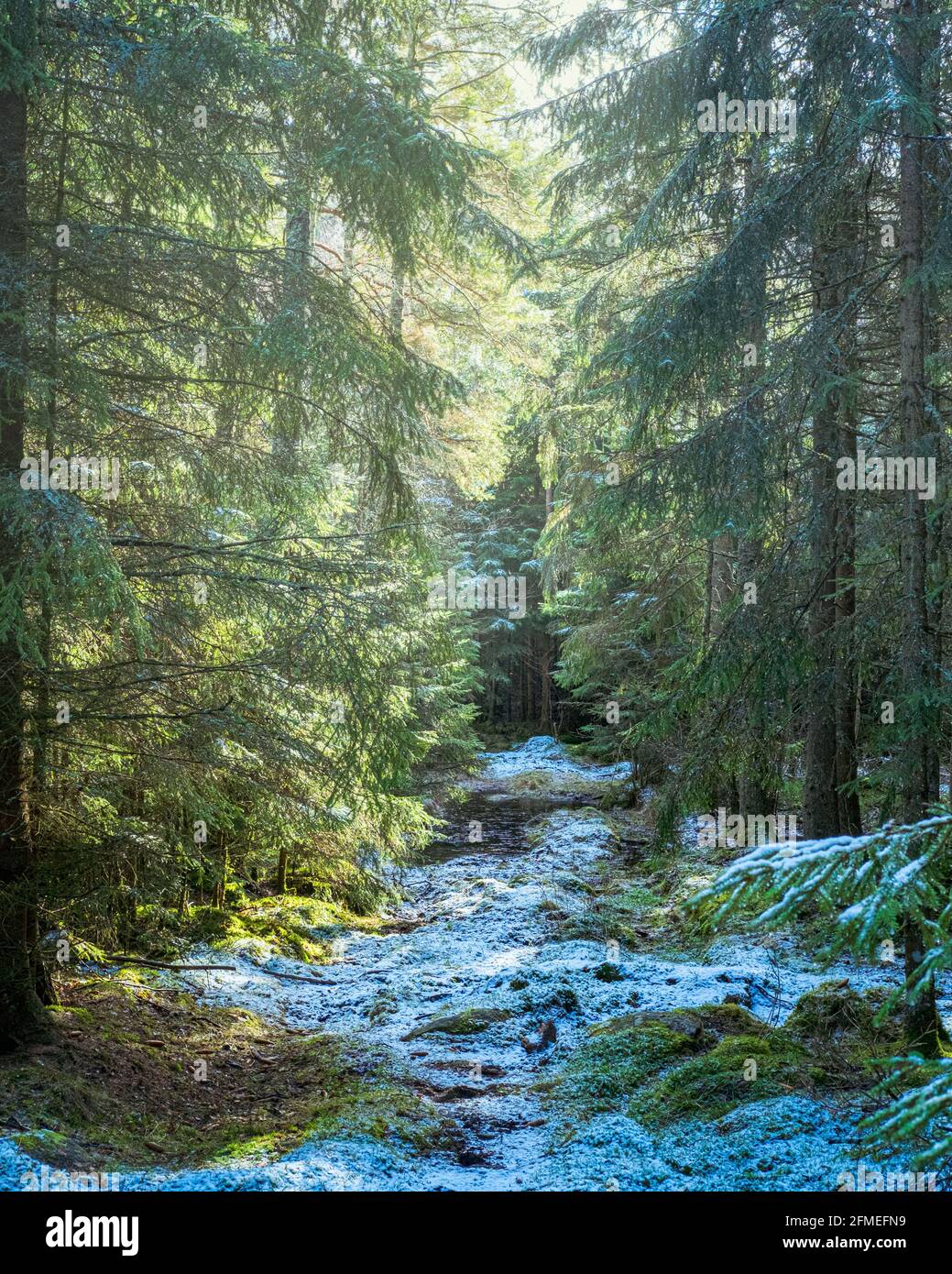 Walkway with grass covered by some snow hi-res stock photography and ...