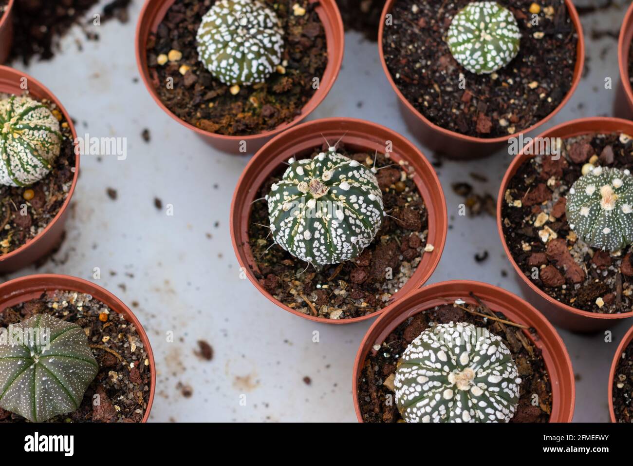 Top view of small brown pots with small seedlings of special cactus ...