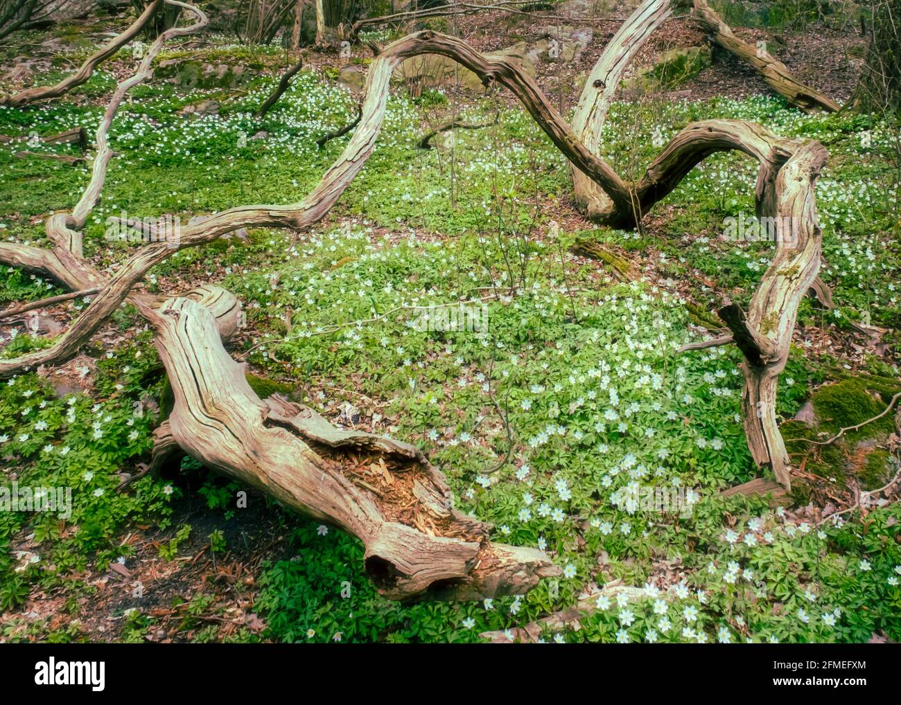 Fallen dead tree creating beautiful shapes with surrounding white wild ...