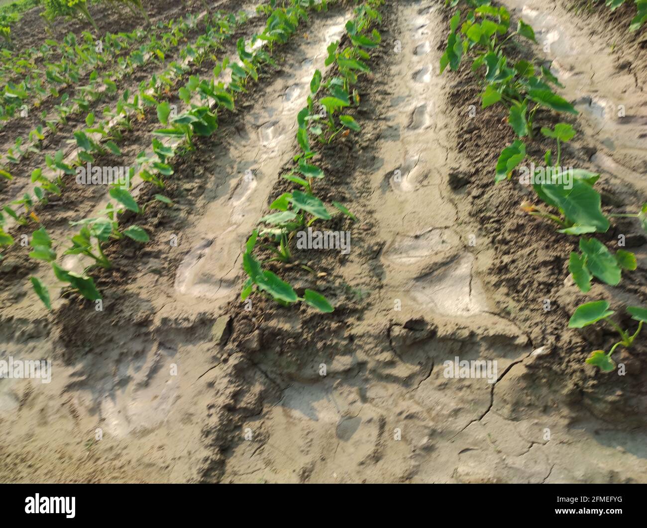 Botany vegetable taro colocasia hi-res stock photography and images - Alamy