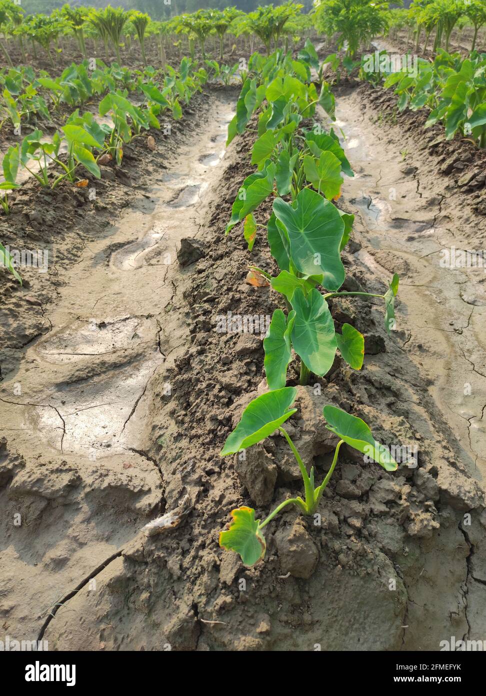 Cultivated farmland of growing Taro Root vegetable with fresh green ...