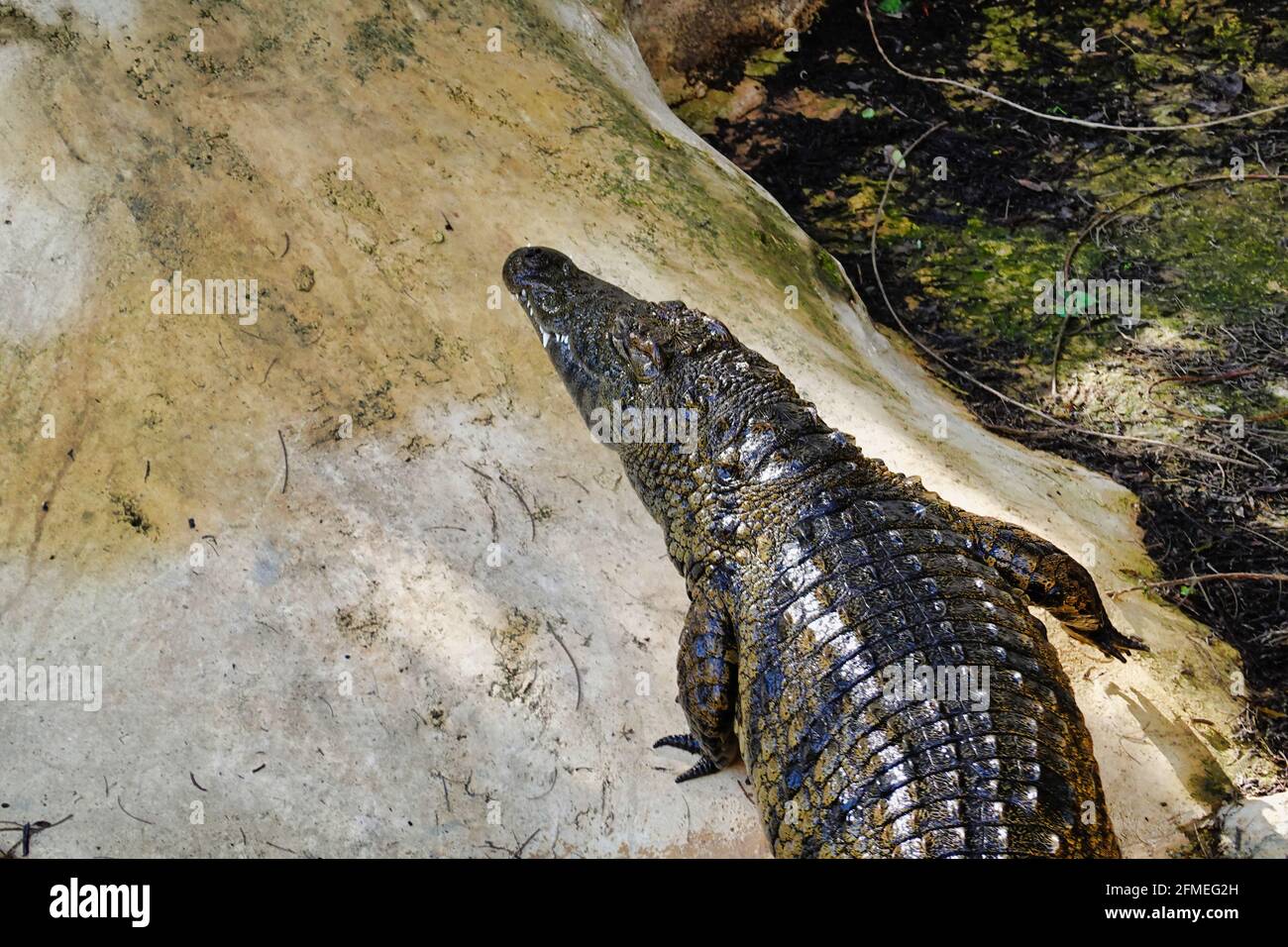 Alligator legs hi-res stock photography and images - Alamy
