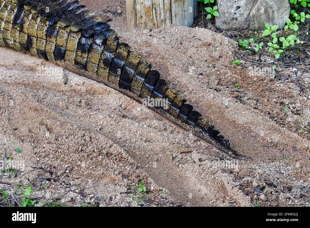 Alligator legs hi-res stock photography and images - Alamy