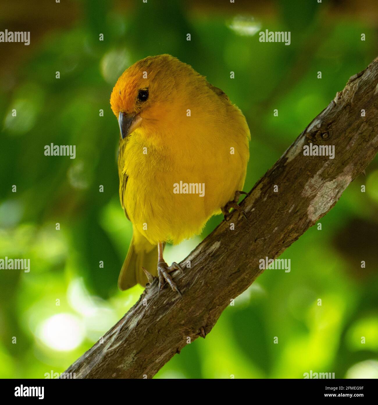 Atlantic Canary, a small Brazilian wild bird. The yellow canary ...