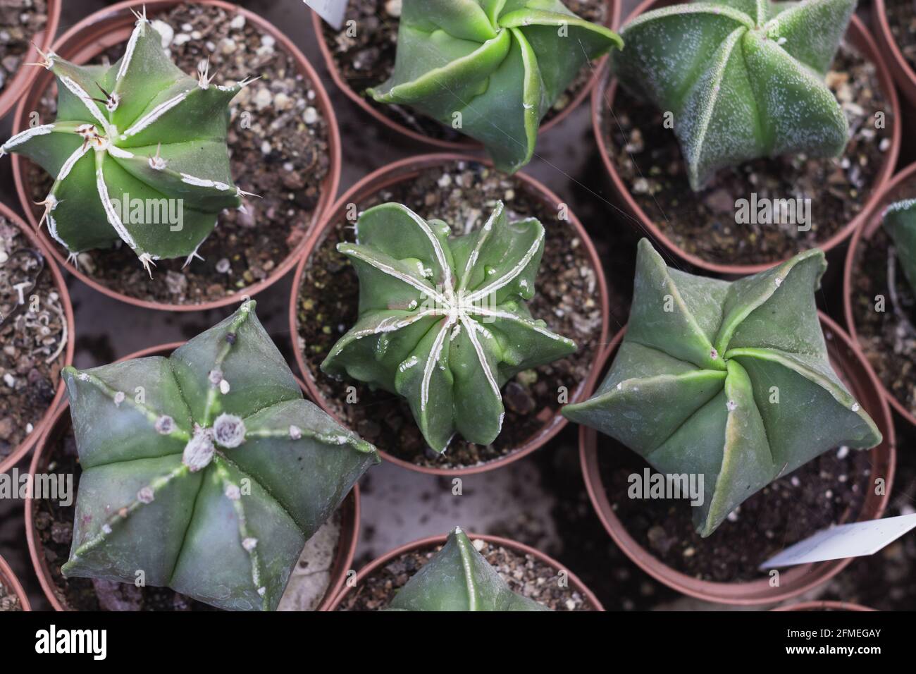 Top view of small brown pots with small seedlings of special cactus ...