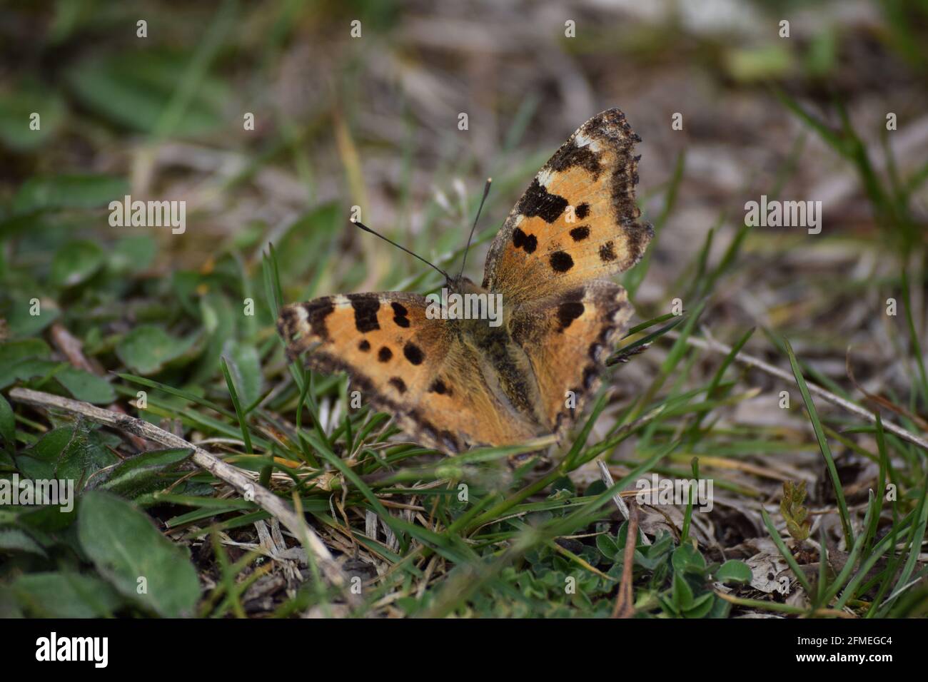 Disheveled tree hi-res stock photography and images - Alamy