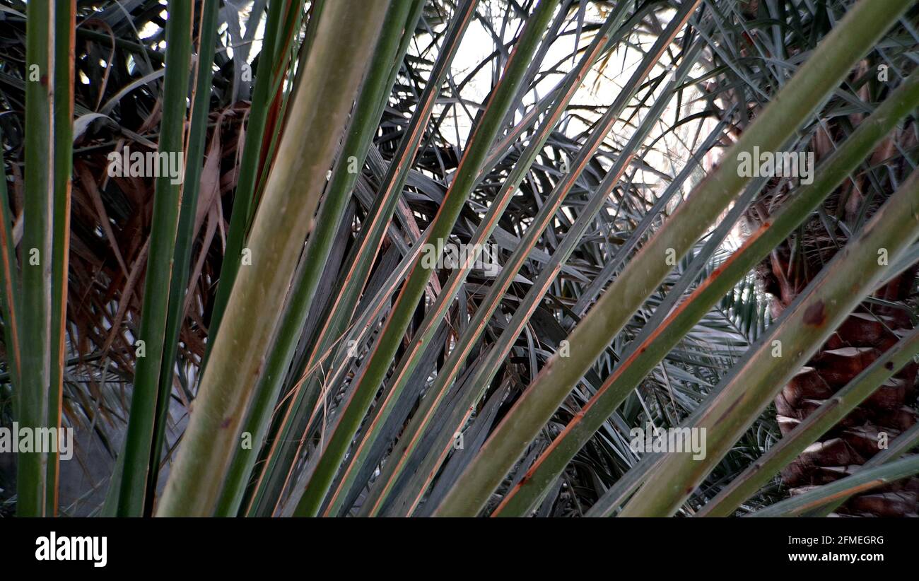 Closeup of a palm tree fronds Stock Photo - Alamy