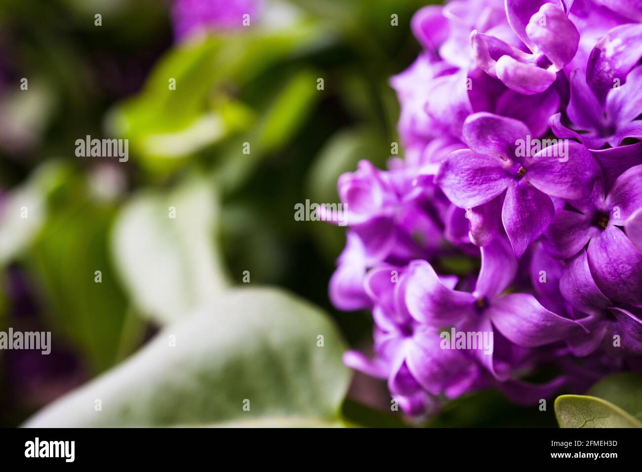 Lilac flowers in sunlight Stock Photo - Alamy
