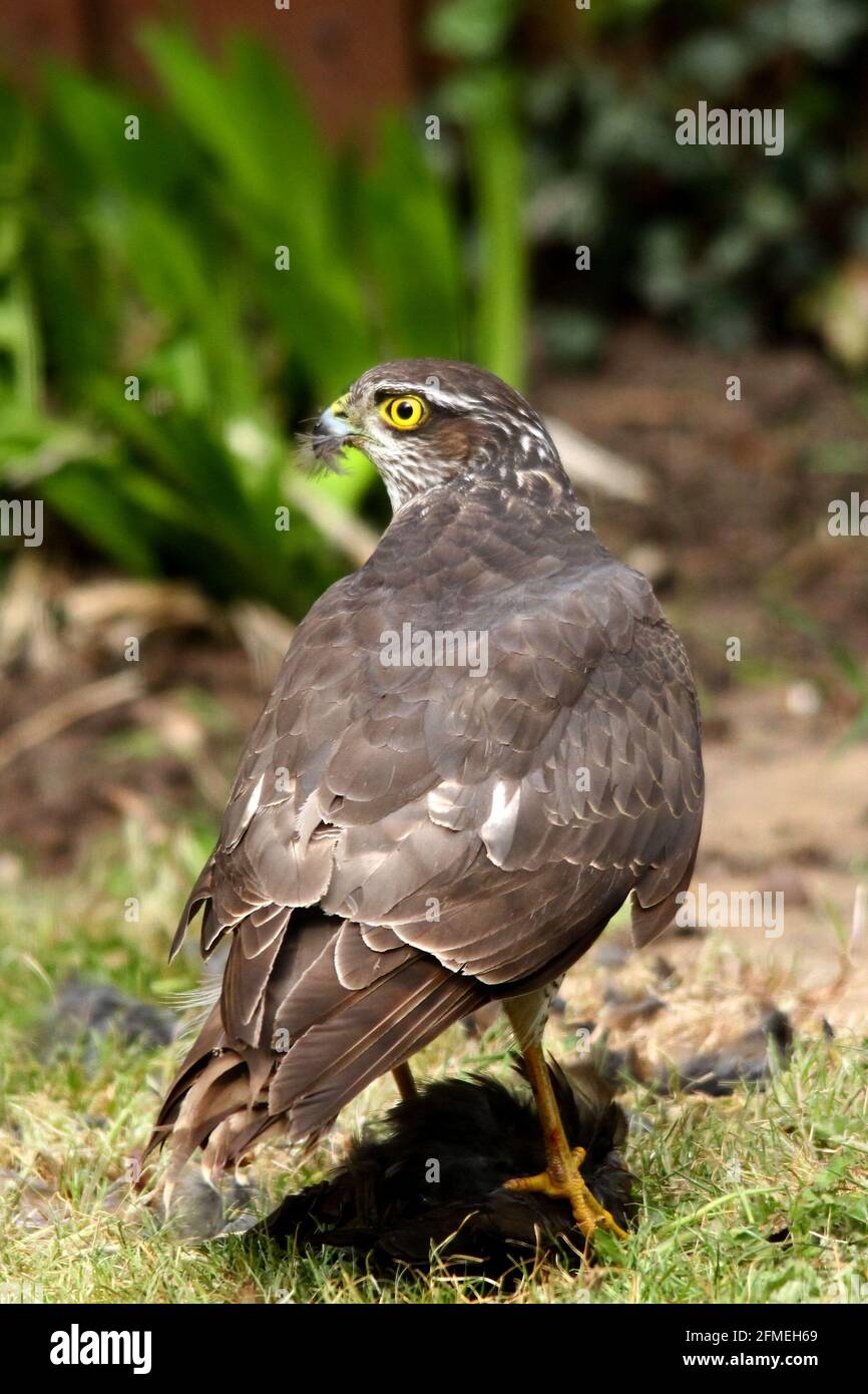 Uk Sparrow Hawk High Resolution Stock Photography and Images - Alamy