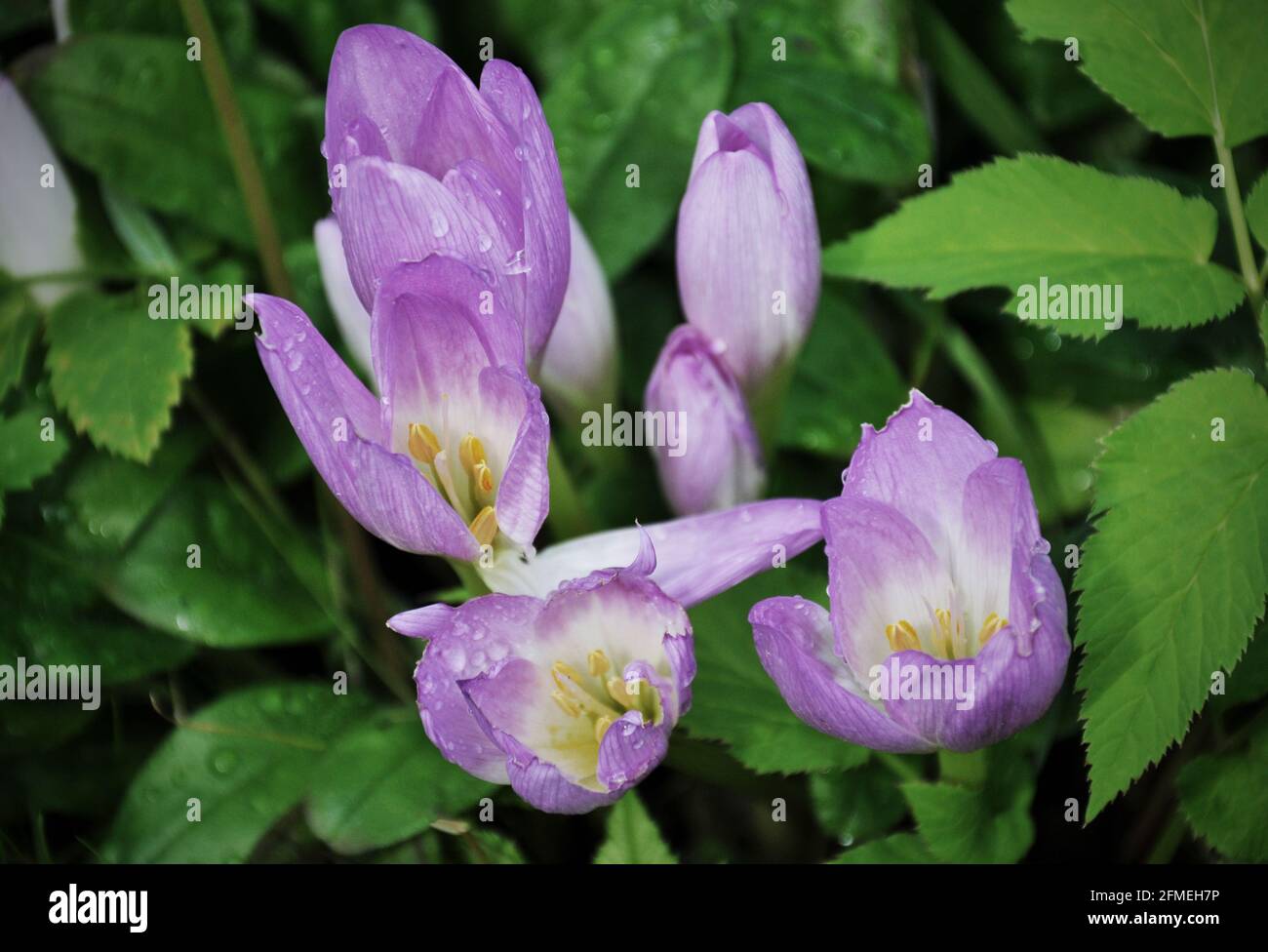 Colchicine flower hi-res stock photography and images - Alamy
