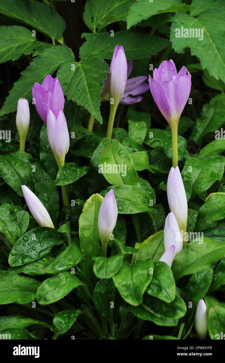 flowers of colchicum autumnale in green leaves of garden plants Stock ...