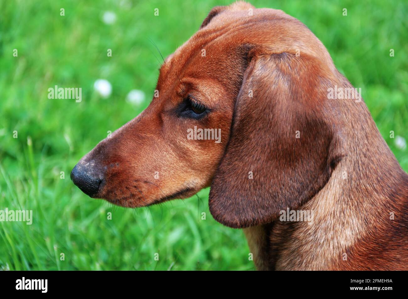 dachshund's face on background of green lawn close-up Stock Photo - Alamy