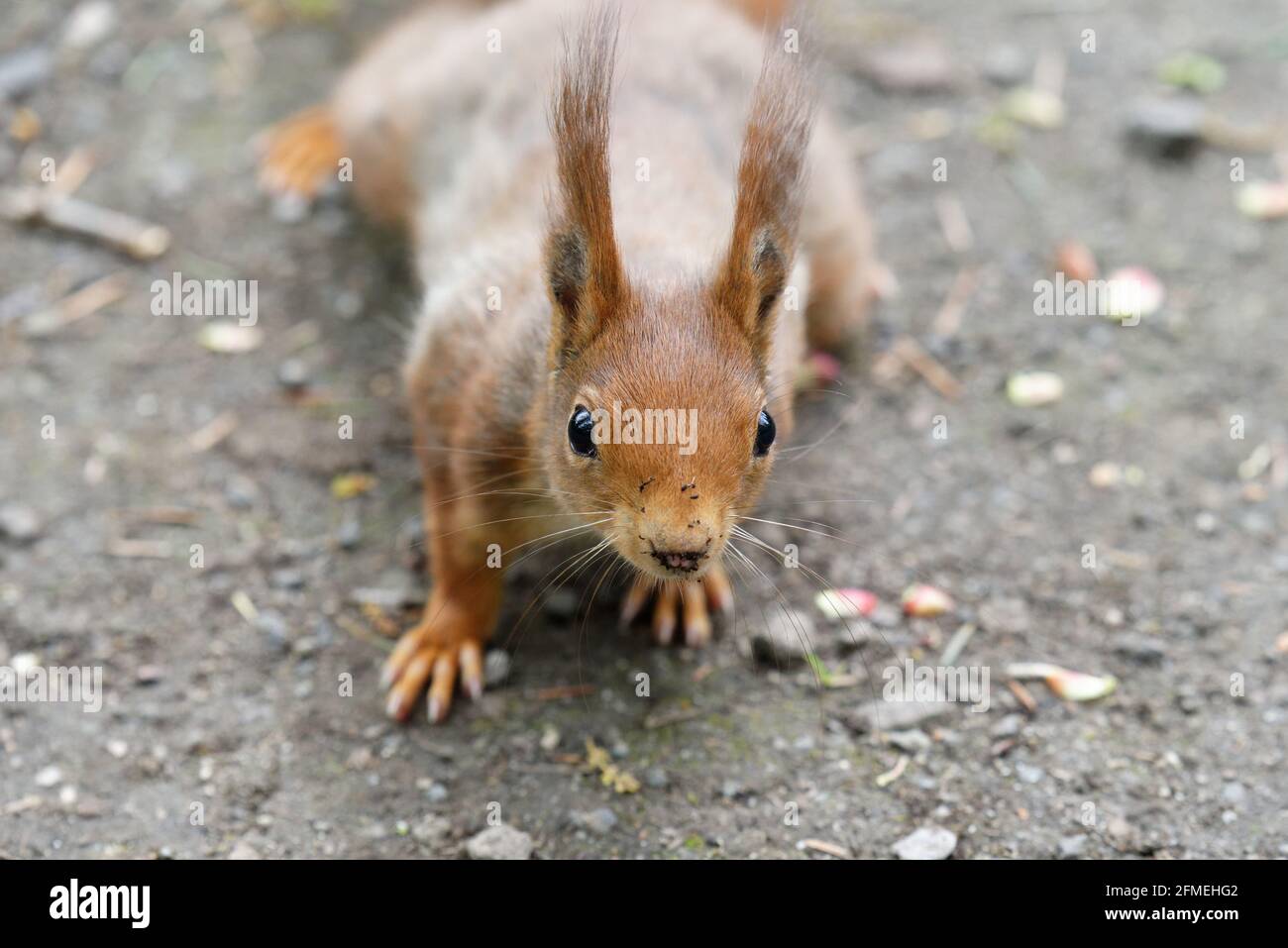 Funny squirrel looking camera hi-res stock photography and images - Alamy
