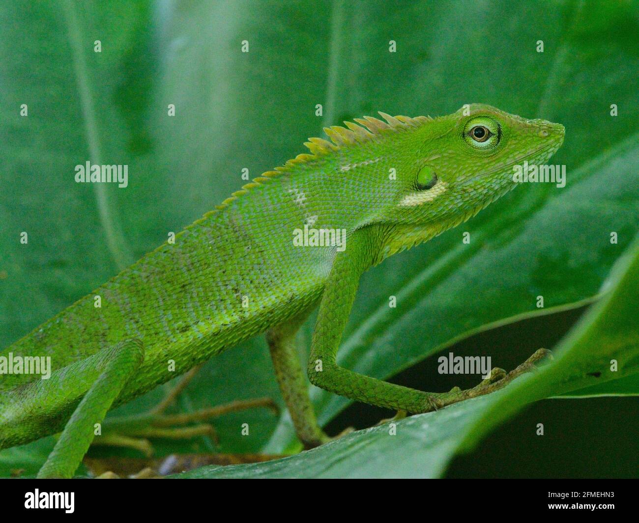 Lizard bali indonesia hi-res stock photography and images - Alamy