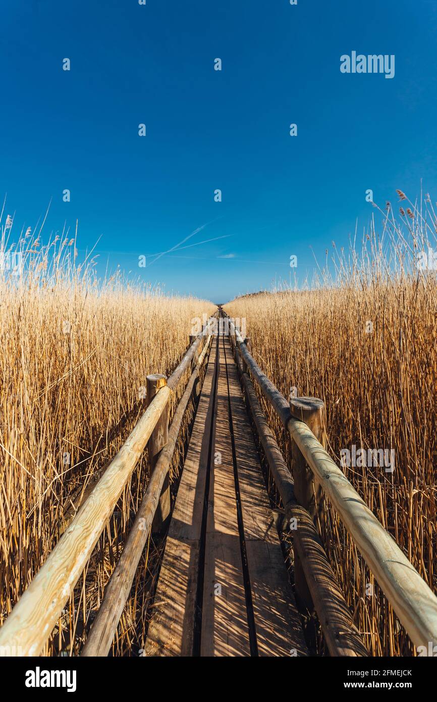 Perspective view of wooden boardwalk surrounded by orange reeds in the ...