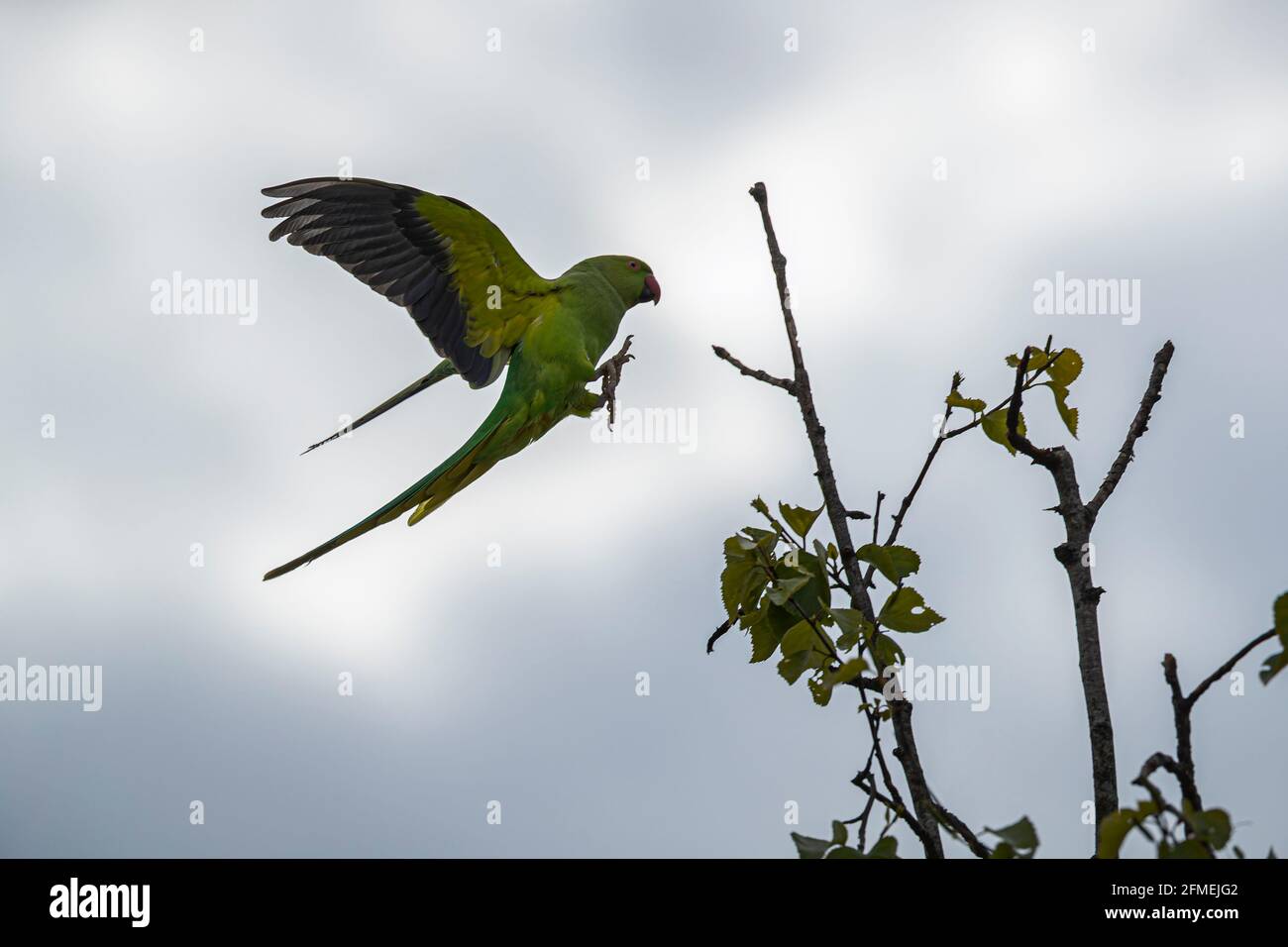 Parakeet bird in flight towards a tree Stock Photo - Alamy