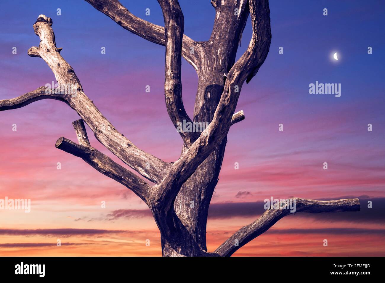 Barkless branch hi-res stock photography and images - Alamy