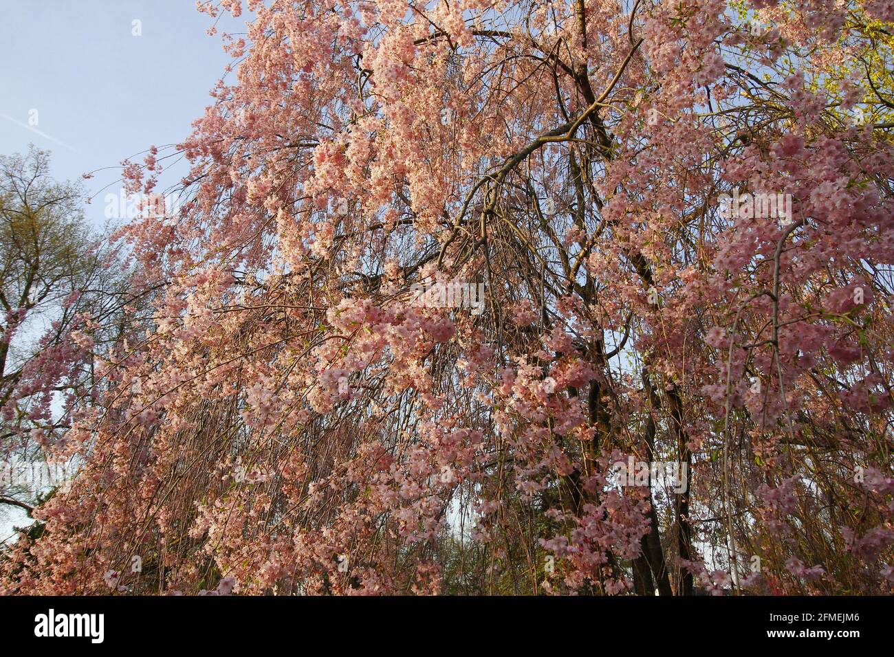 Shot of a blossomed tree in spring Stock Photo - Alamy