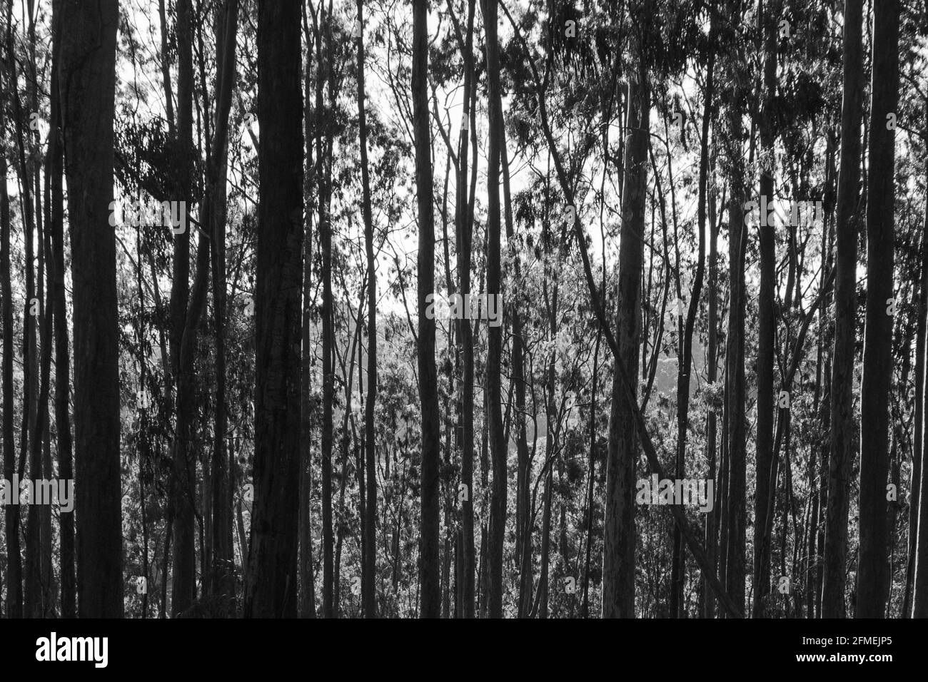 Horizontal monochrome background of tall thin tree trunks in the forest ...