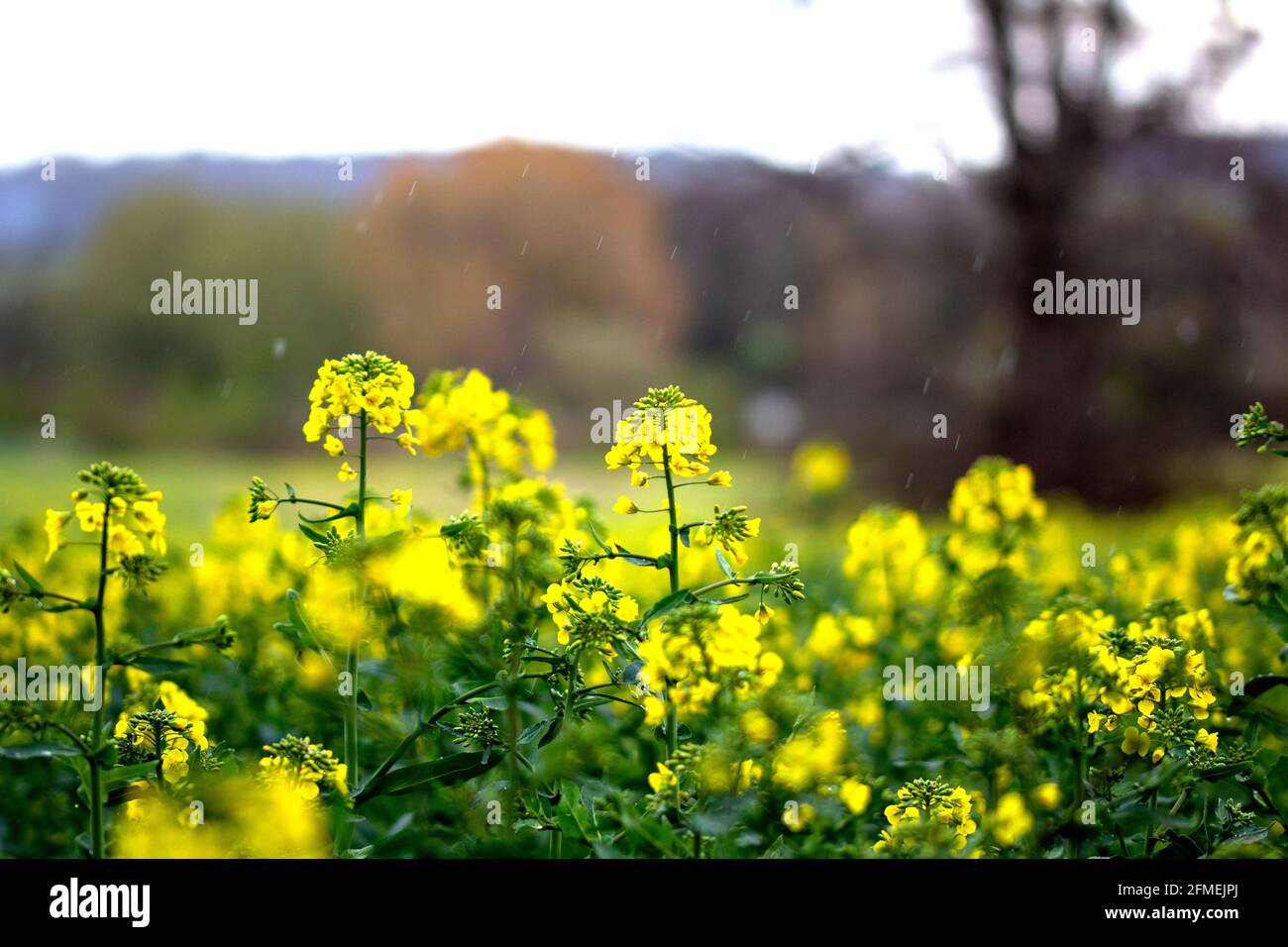 Raining on farm hi-res stock photography and images - Alamy