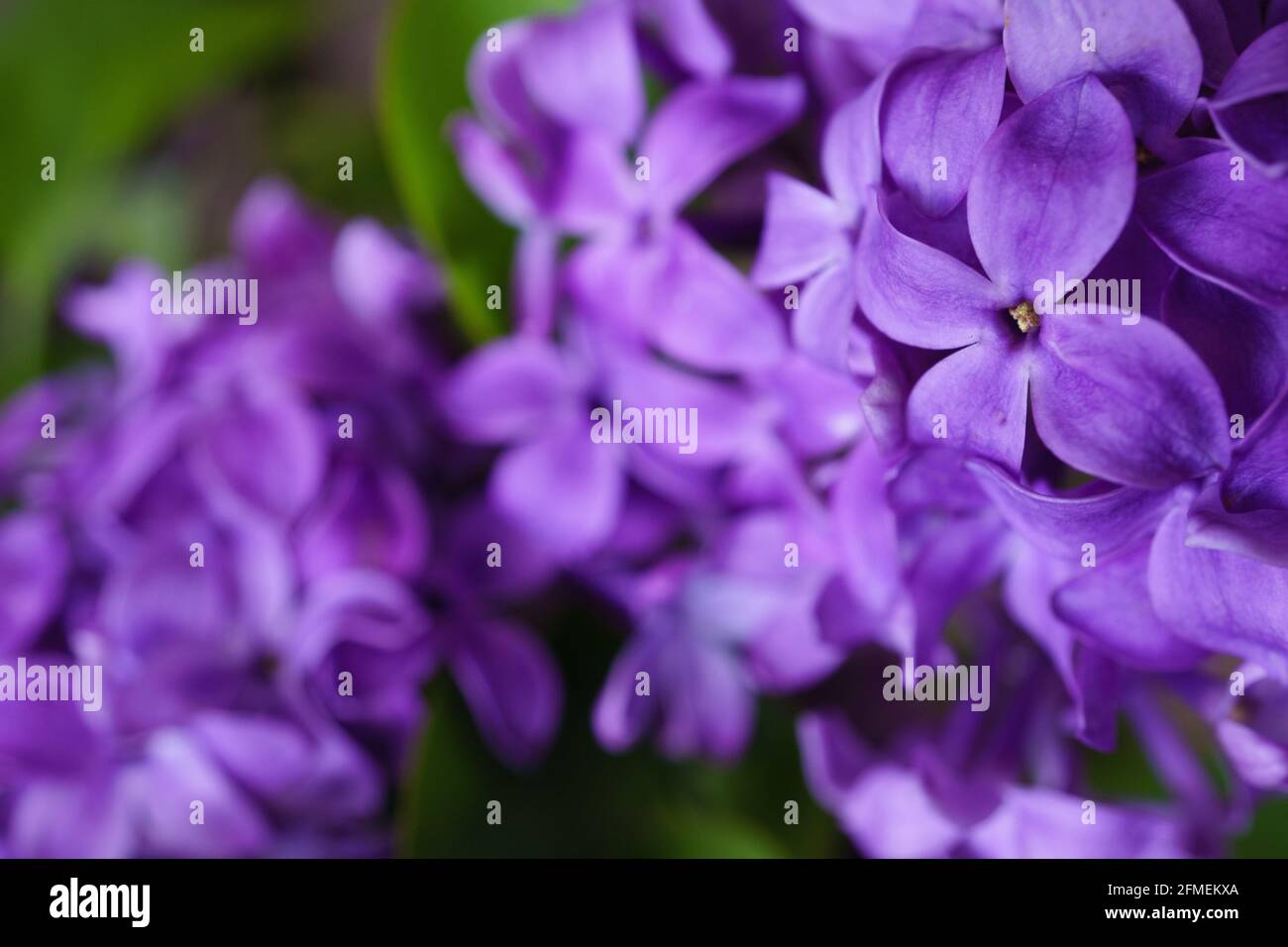 Lilac in nature hi-res stock photography and images - Alamy