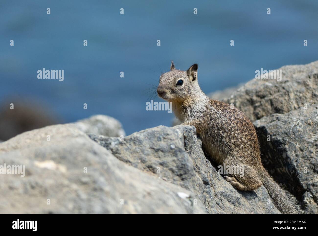 A California ground squirrel perches on a rock above the Pacific Ocean ...