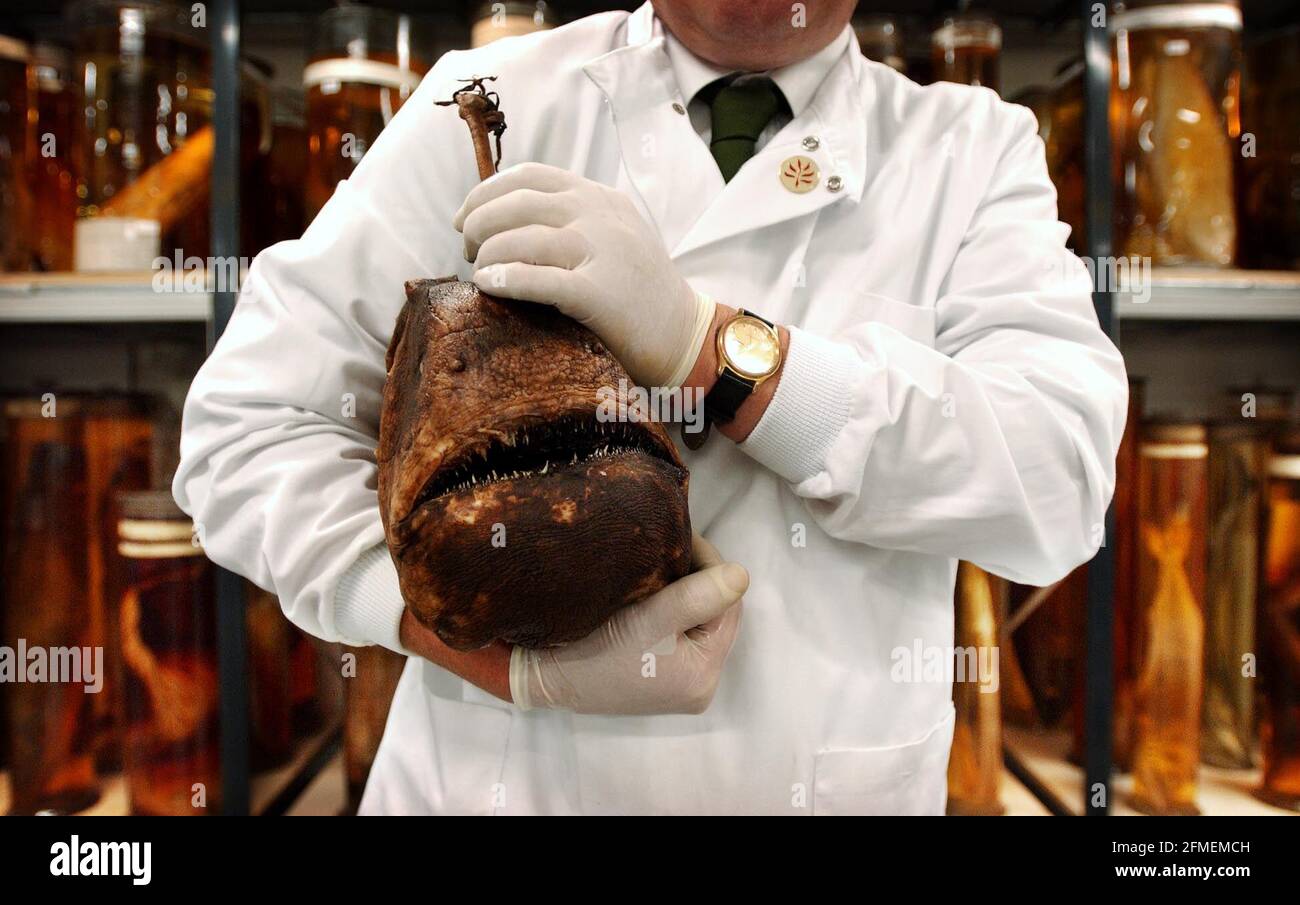 Angler fish deep sea hi-res stock photography and images - Alamy