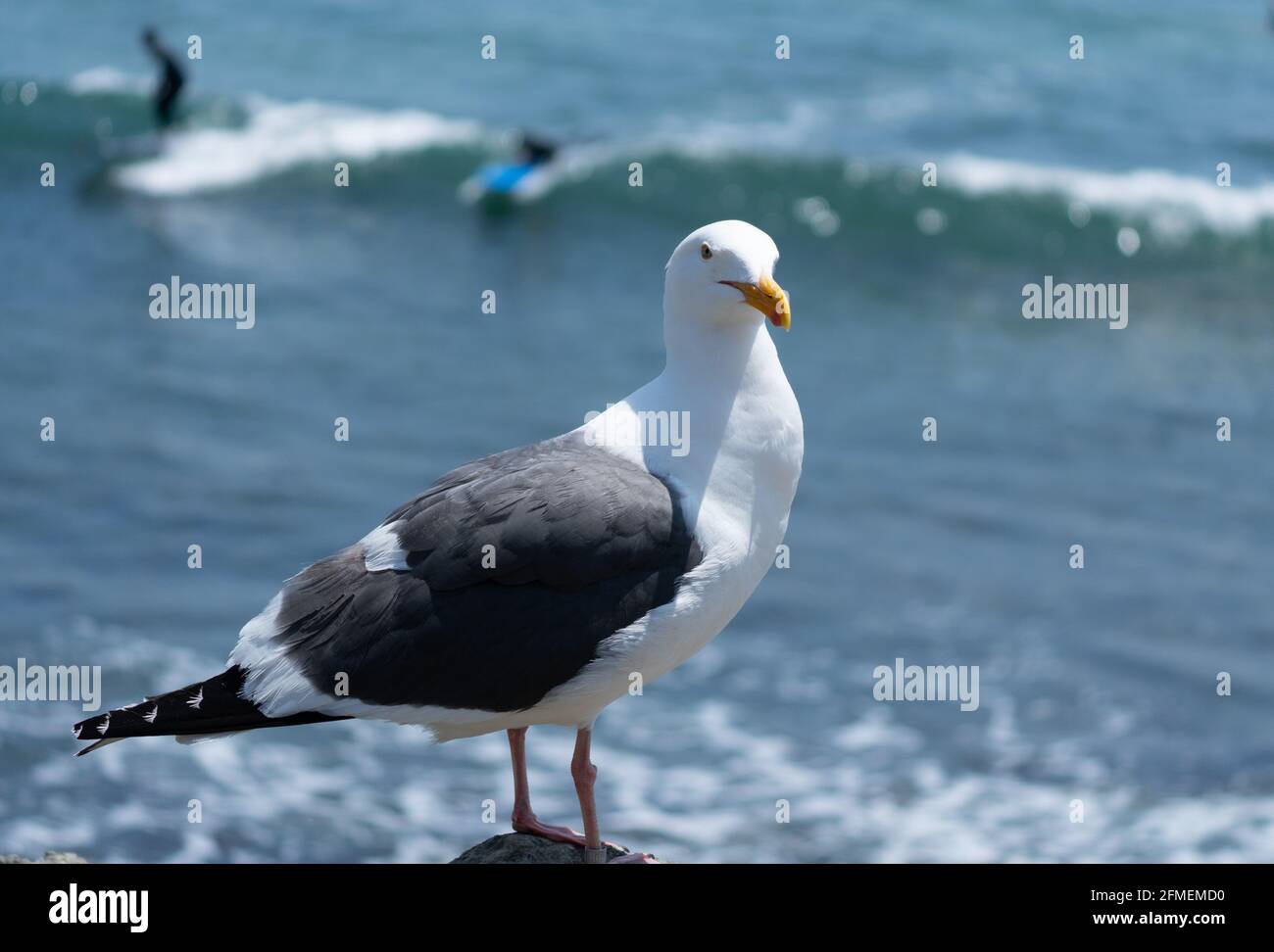 A seagull poses for a photo with surfers riding waves in the background ...