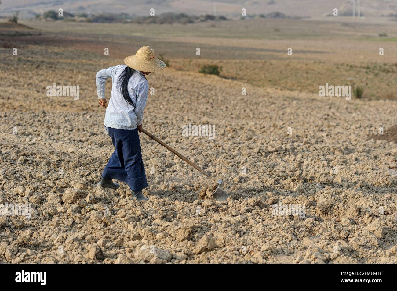 Woman harvesting in a taro root (colocasia esculenta) field, Shan State ...