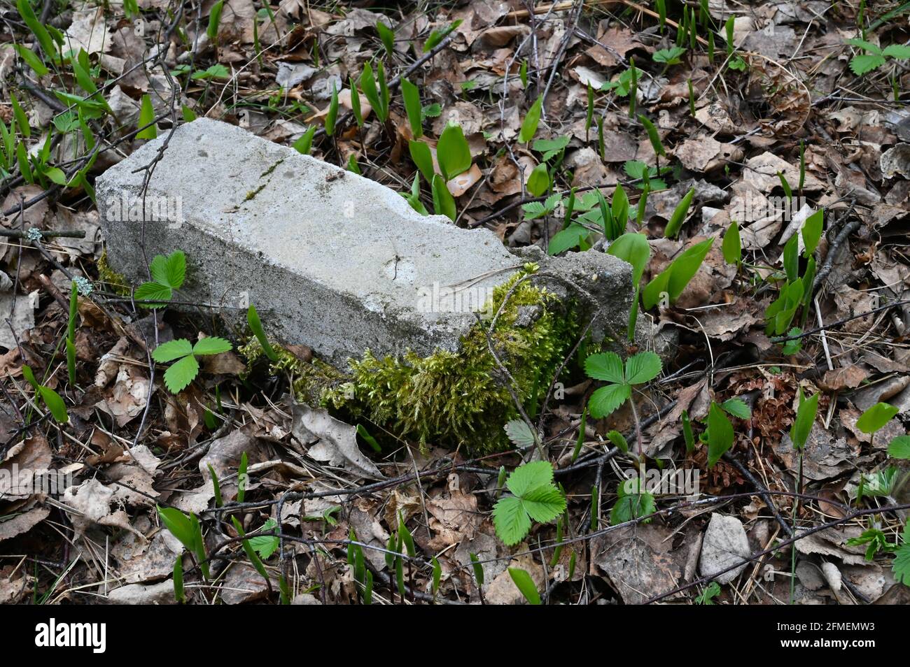 White brick close-up in the forest covered with moss. Withered autumn ...