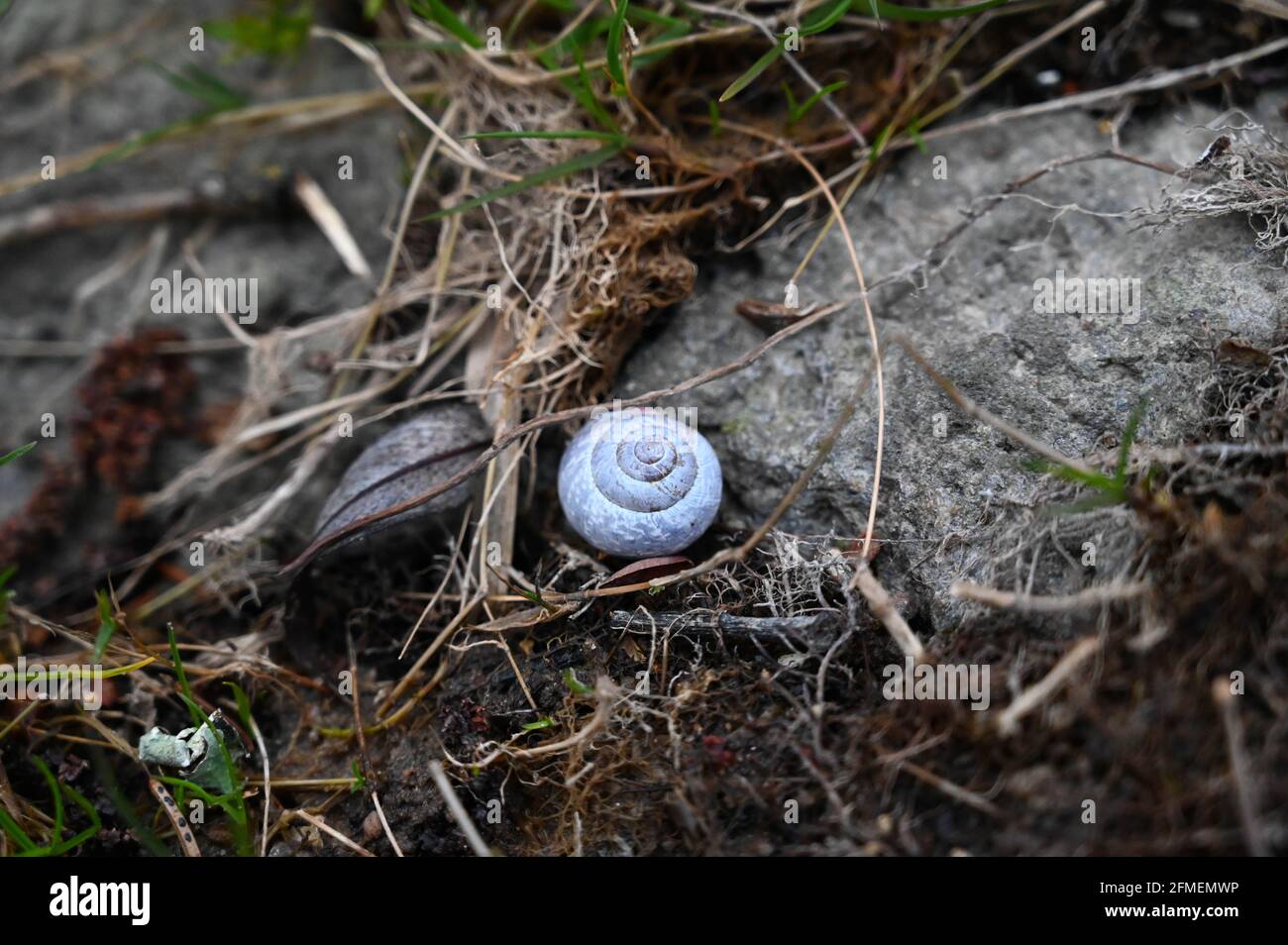 Empty snail shell hi-res stock photography and images - Alamy