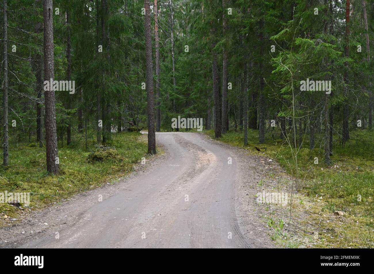 A winding forest road in a coniferous forest in spring Stock Photo - Alamy