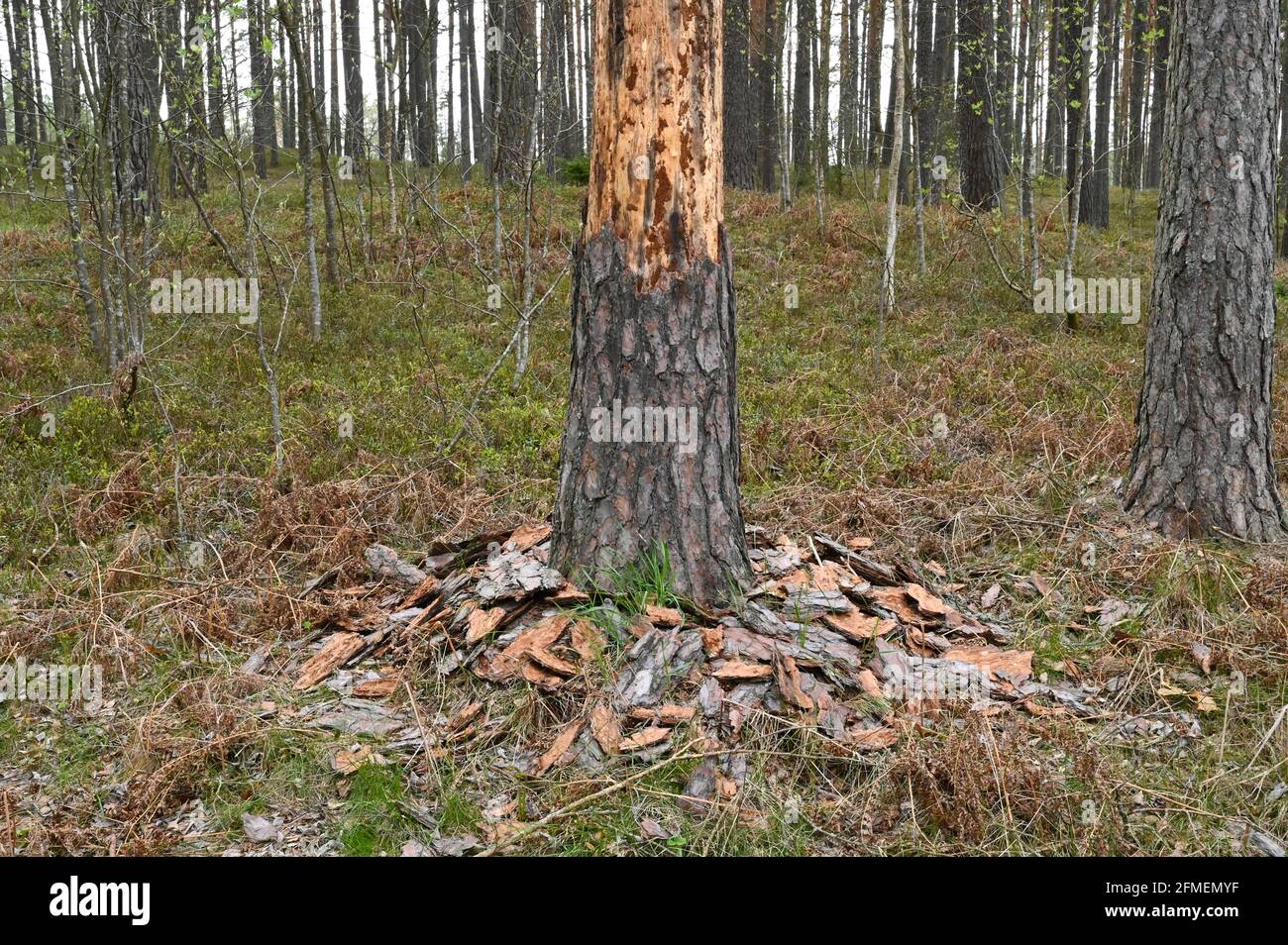 Lightning strike tree hi-res stock photography and images - Alamy