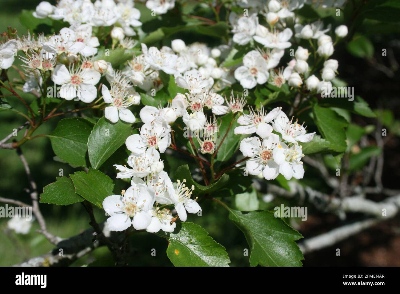 Crabapple Tree in early spring in St. Louis, Missouri, USA Stock Photo ...