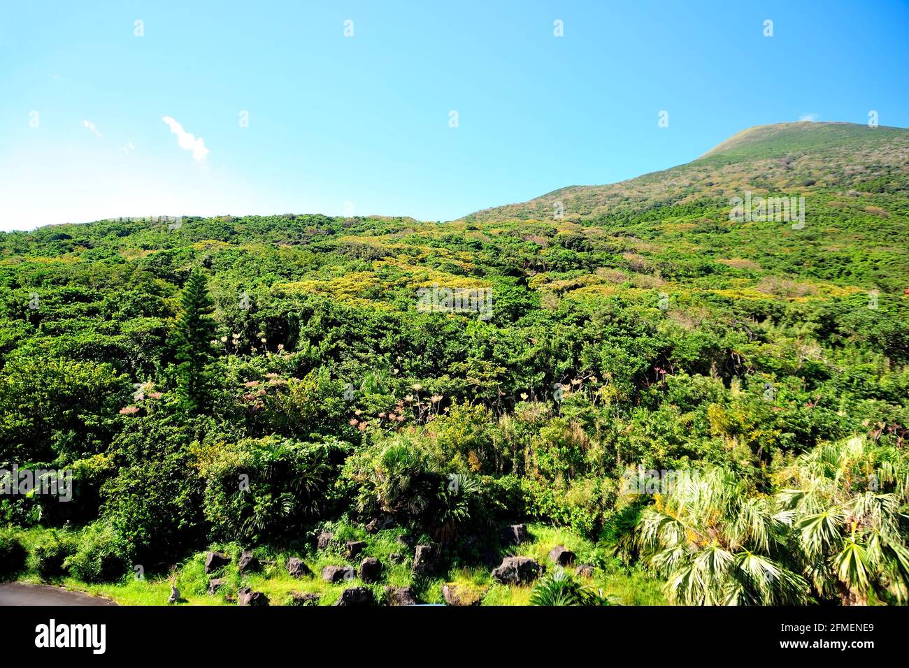 Tokyo Vegetation High Resolution Stock Photography and Images - Alamy