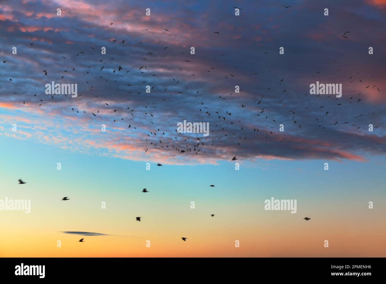 Flock of crows flying high in the sky . Birds at the twilight heaven ...