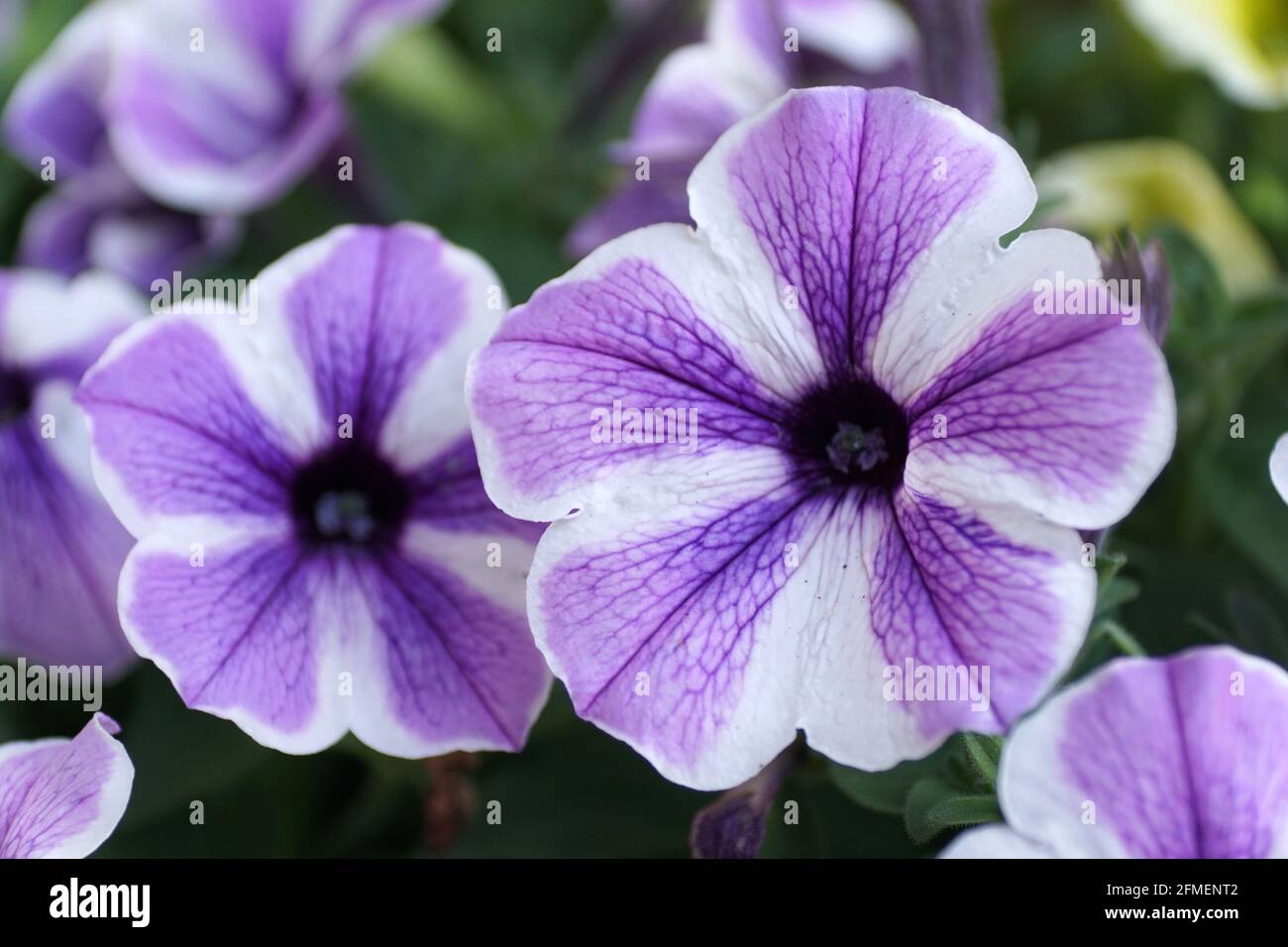 Supertunia hi-res stock photography and images - Alamy