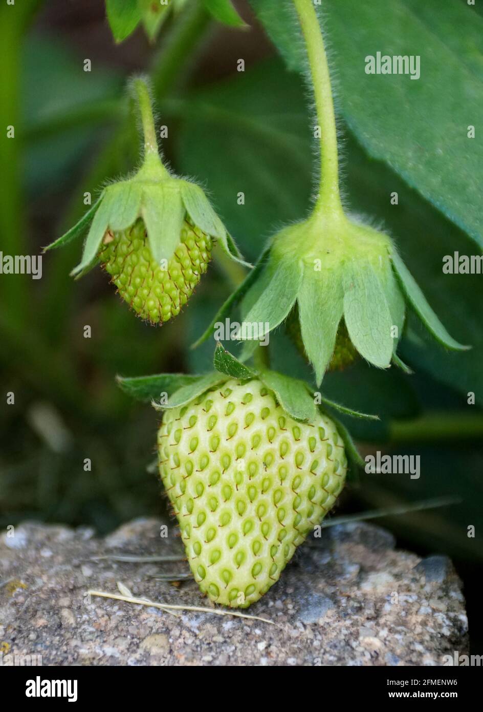 A young strawberry hanging from the tree Stock Photo - Alamy