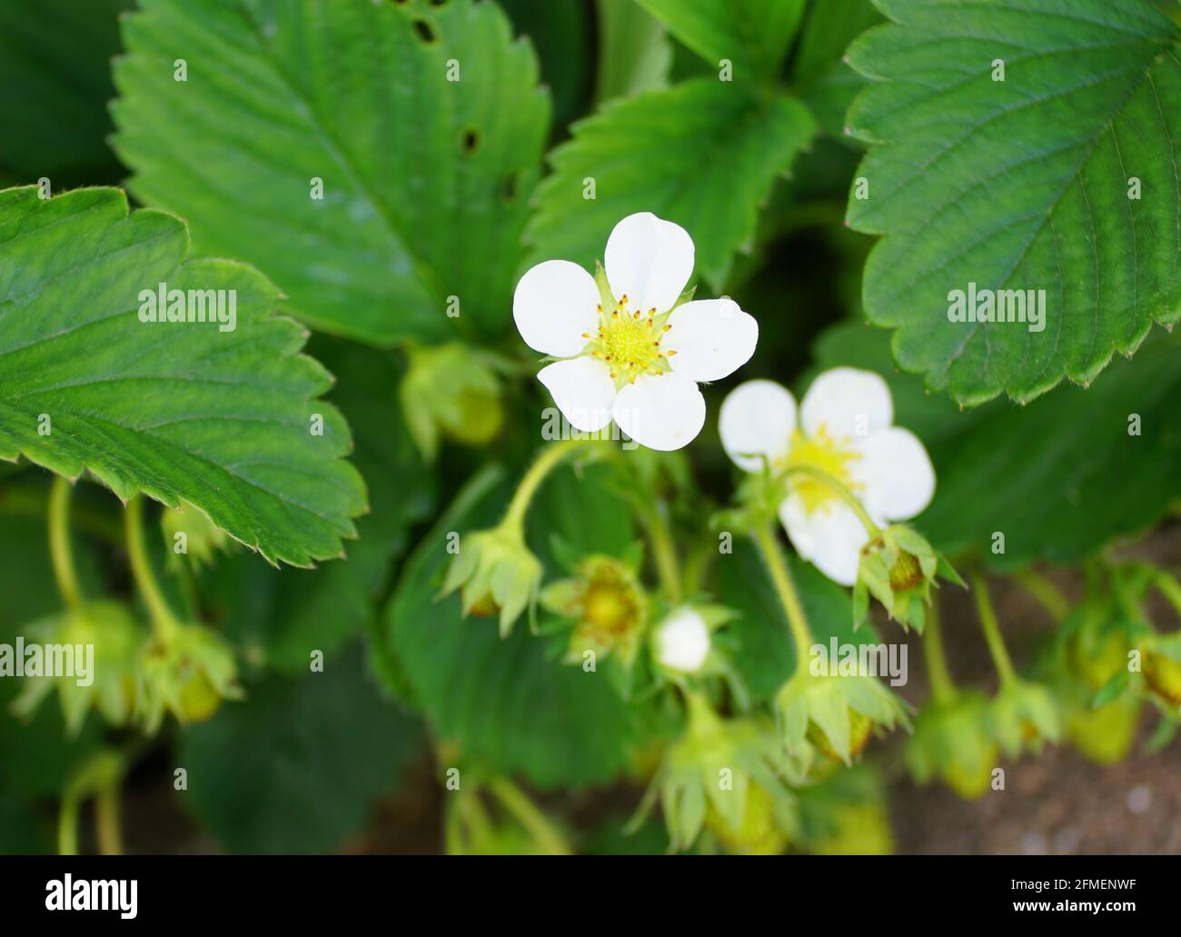 A white strawberry flower at full bloom in the Spring Stock Photo - Alamy