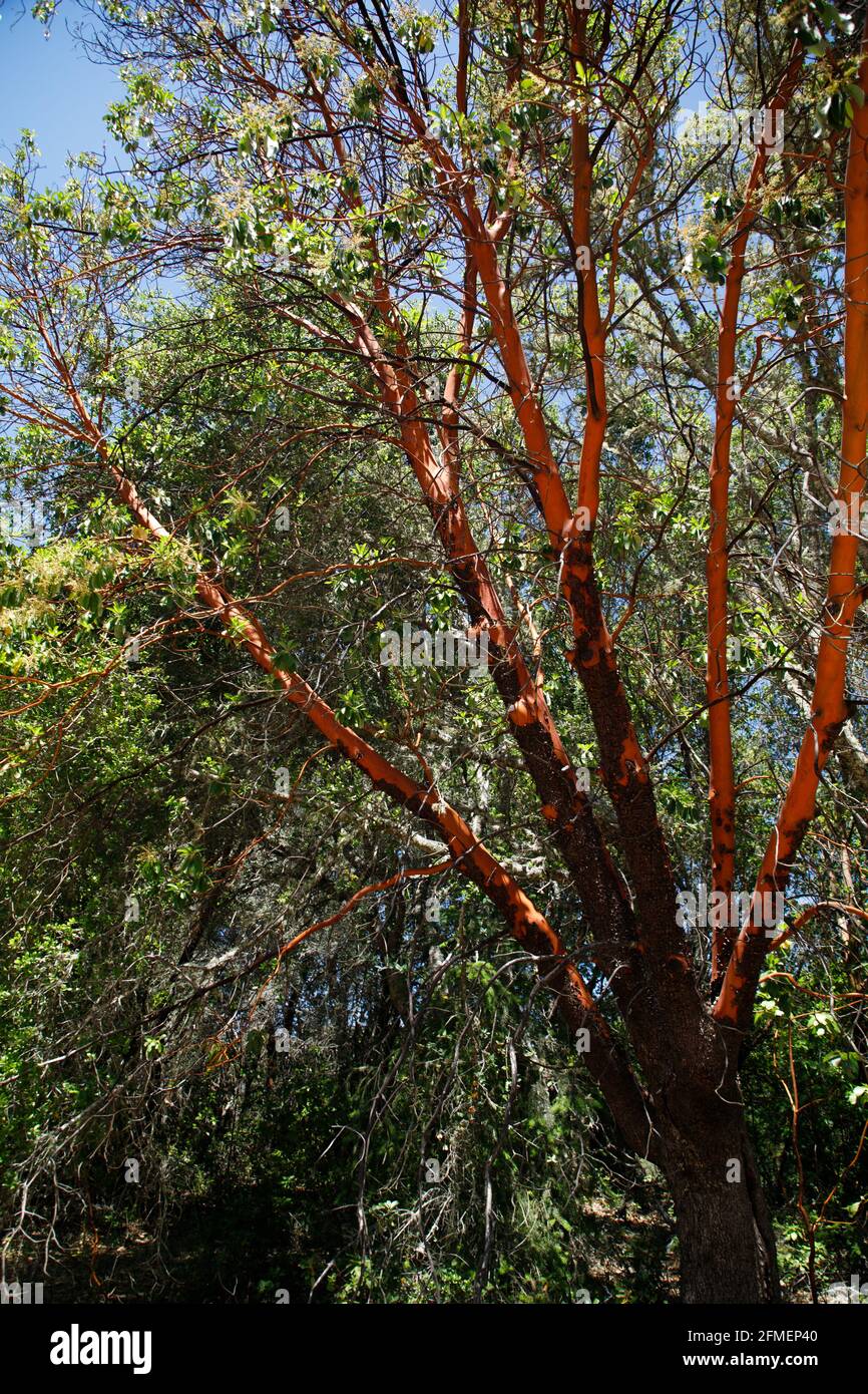 Red-barked madrone tree blazes brilliantly at Lake Lagunitas ...