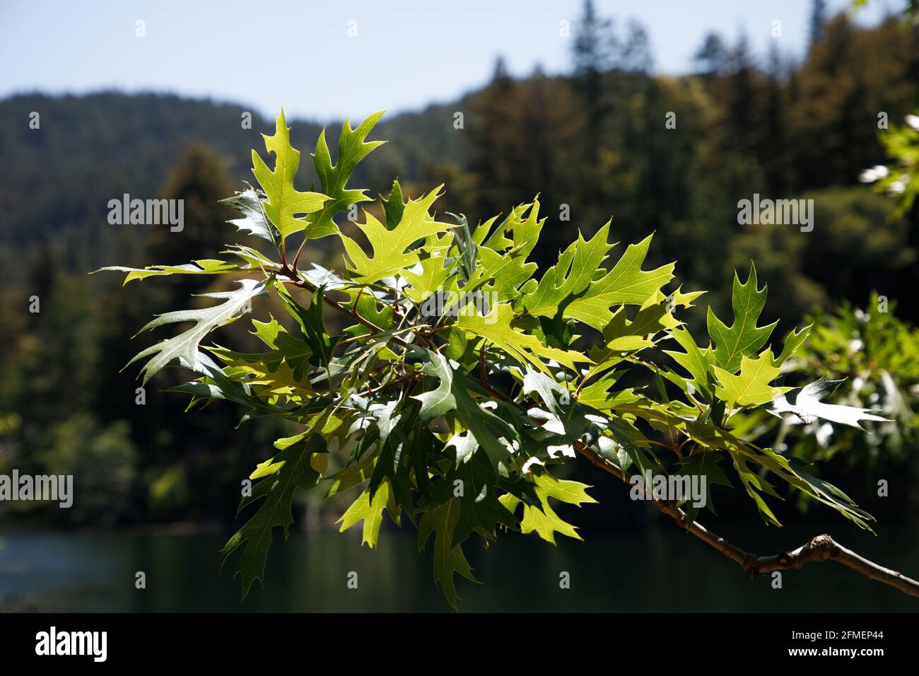 A cluster of oak leaves shines at Lake Lagunitas, California Stock ...