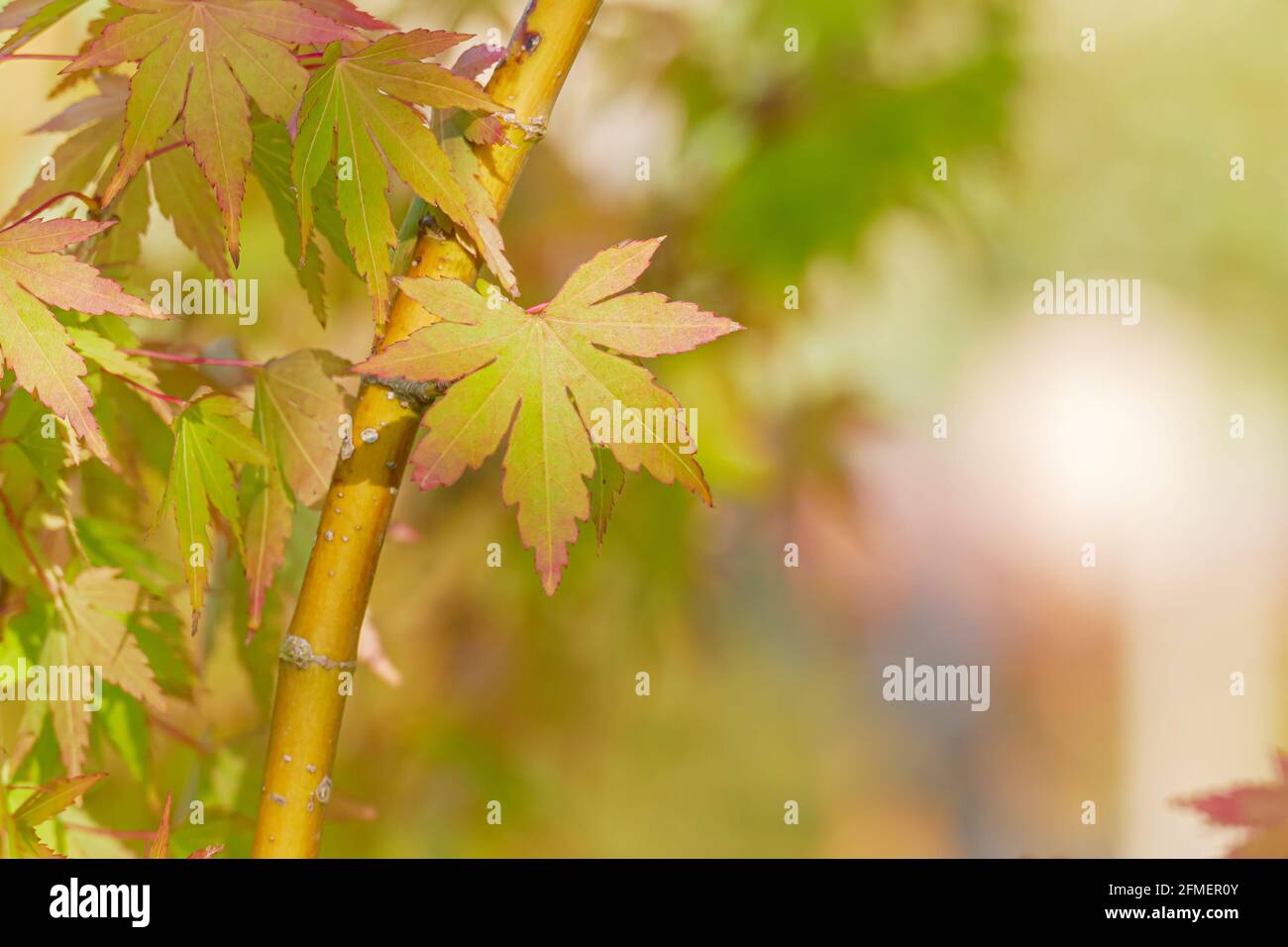 Maple leaves sunset background hi-res stock photography and images - Alamy