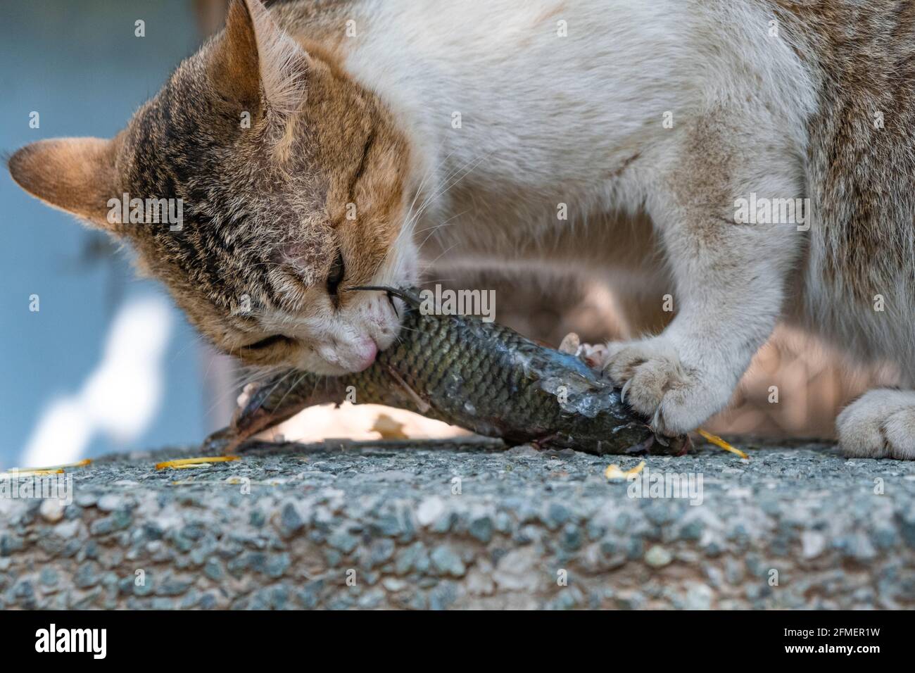 Servals Eating Fish