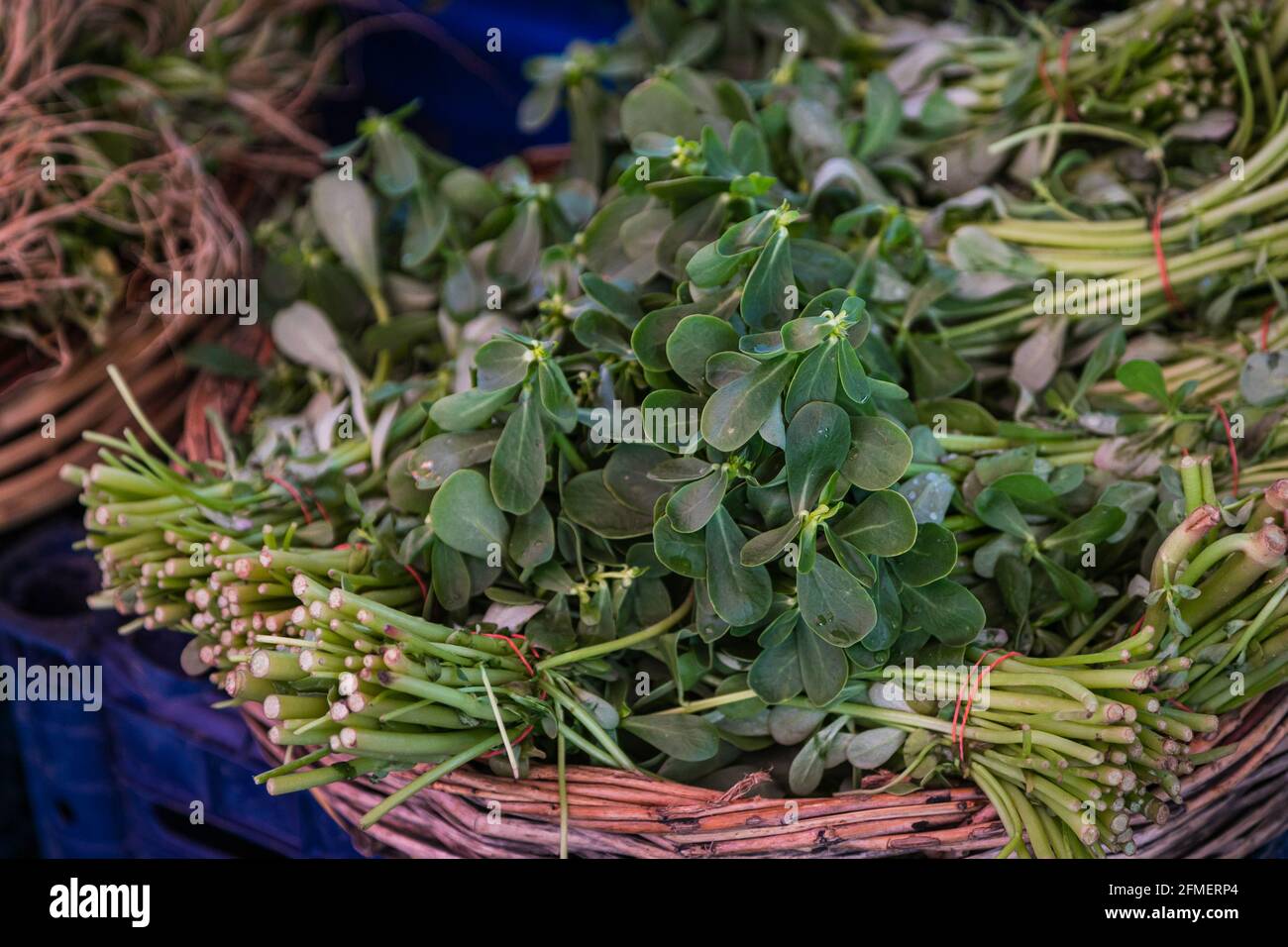 Close-up green plant for background, green fenugreek texture . Green ...