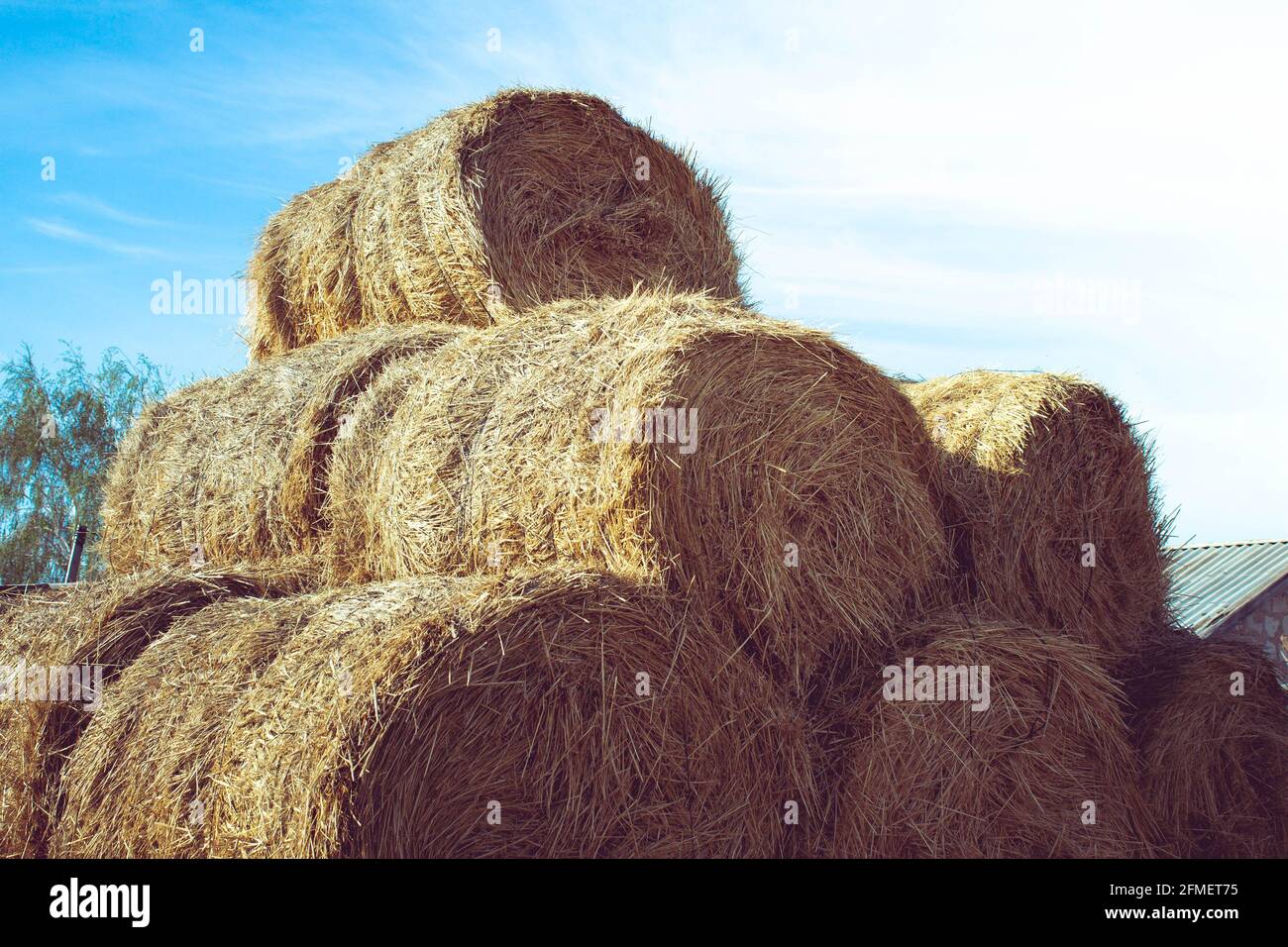 Straw in rolls. Hay for animal feed. Farming. Stocks of dry hay for the ...