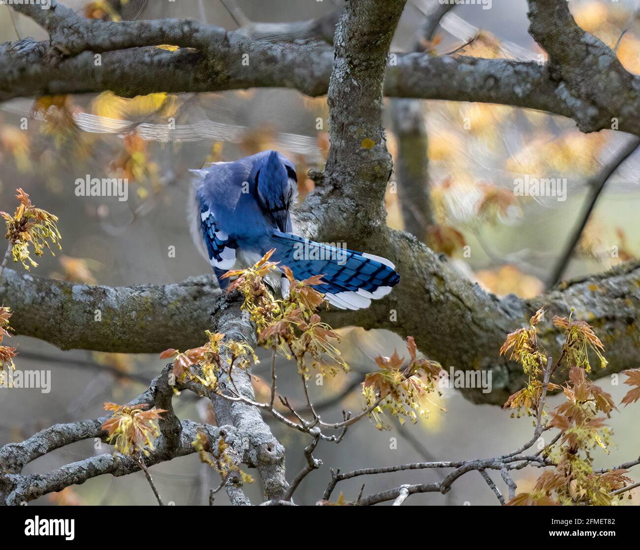 North American Blue Jay ( Cyanocitta Cristata) Preening Feathers ...