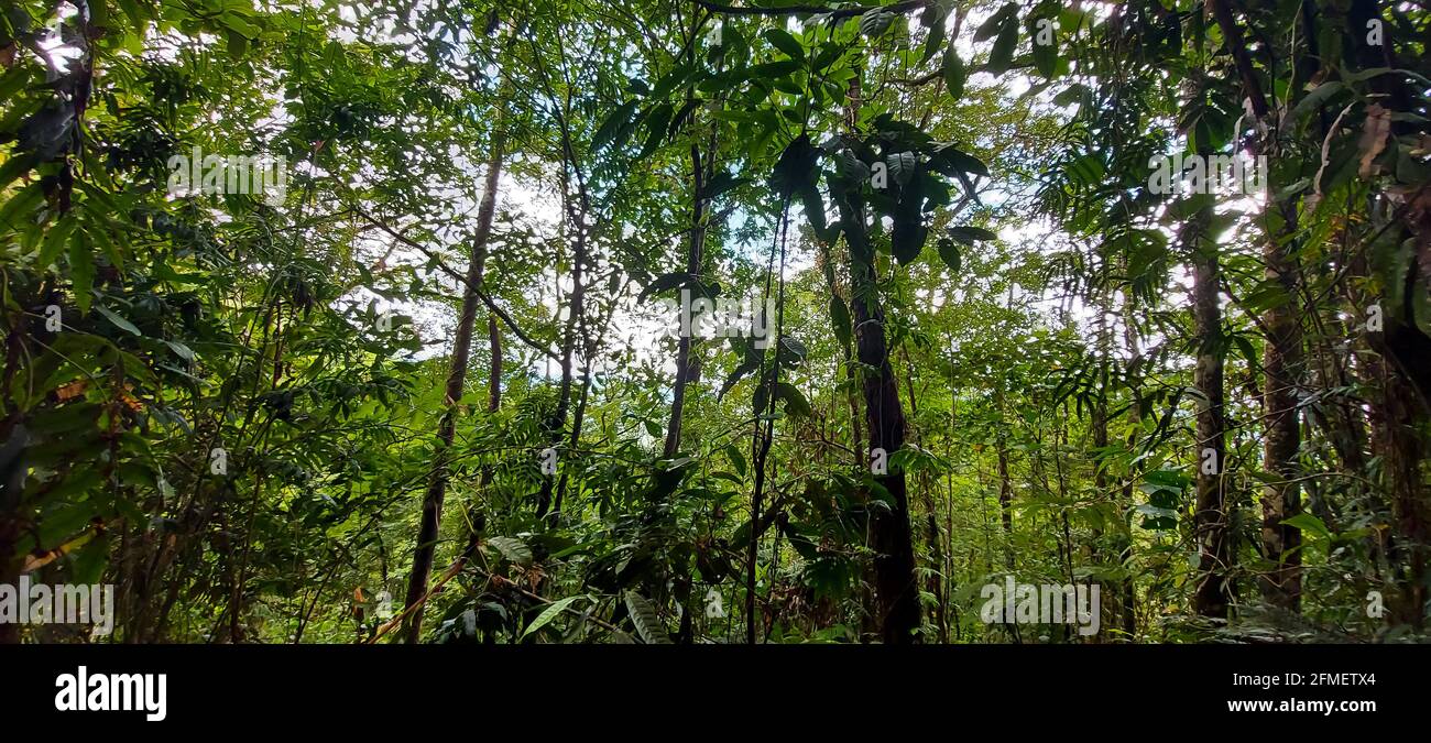 A thick forest with green tree leaves Stock Photo - Alamy