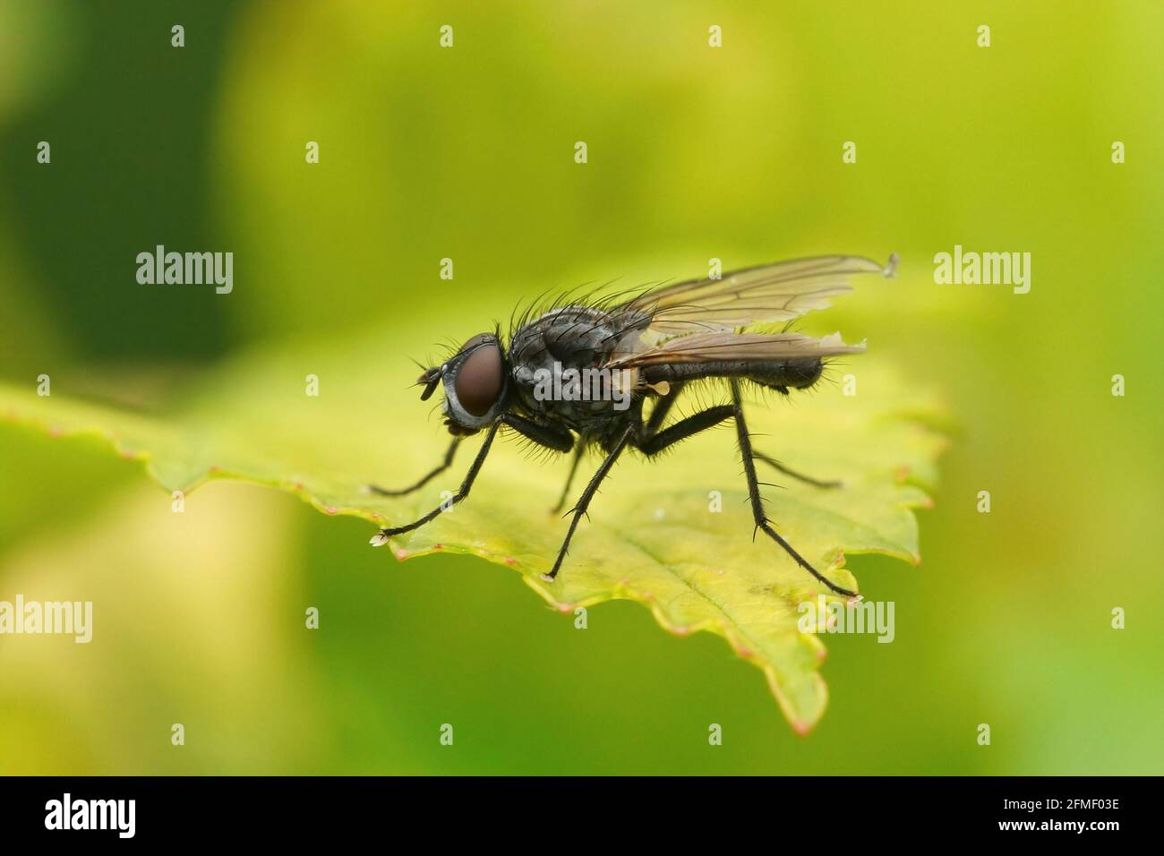 Bean seed fly hi-res stock photography and images - Alamy